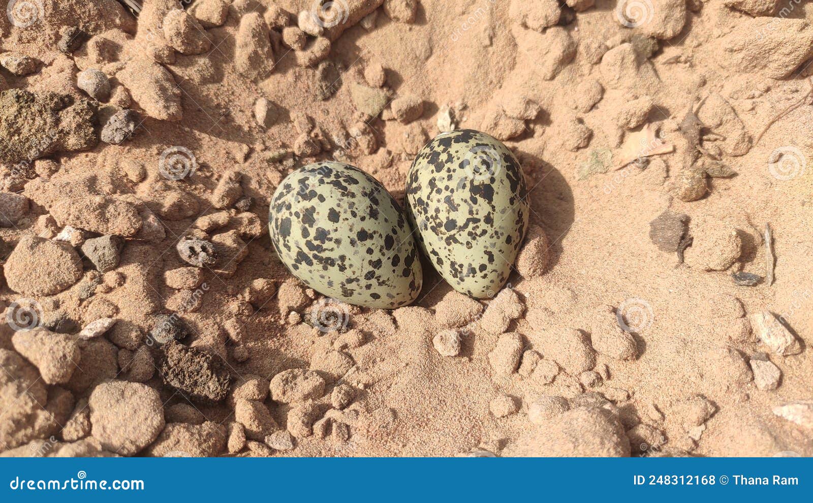 Titodi Photos - Free & Royalty-Free Stock Photos from Dreamstime