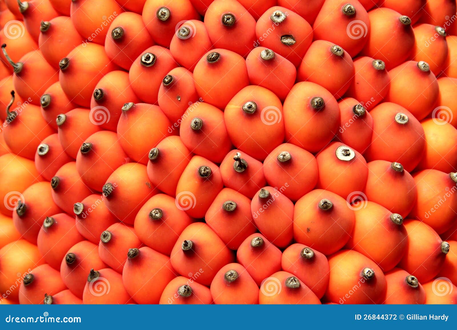Titum Arum Fruit stock photo. Image of plant, fruit, bright - 26844372