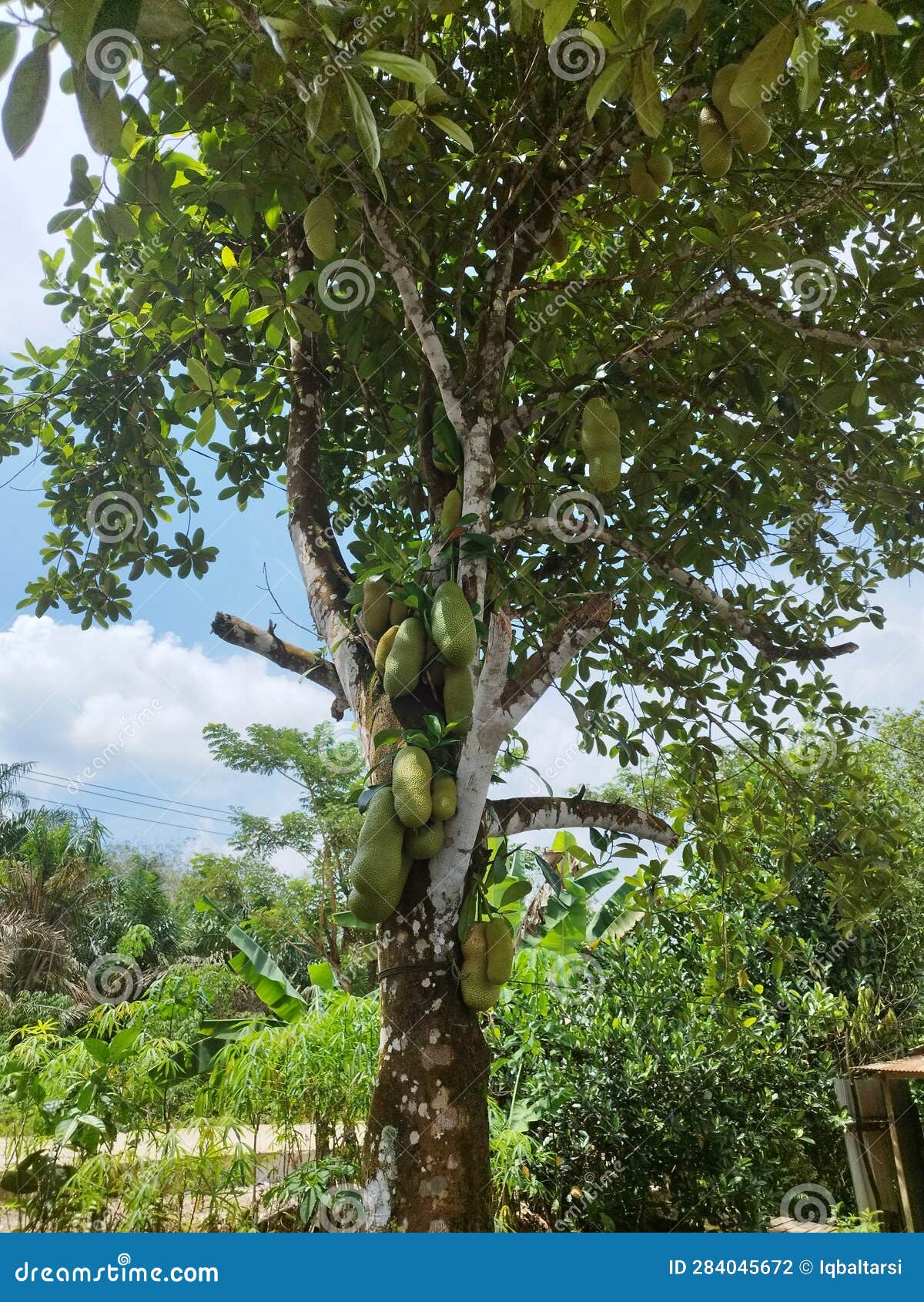 Tiwadak Tree Typical of Central Kalimantan Stock Photo - Image of ...