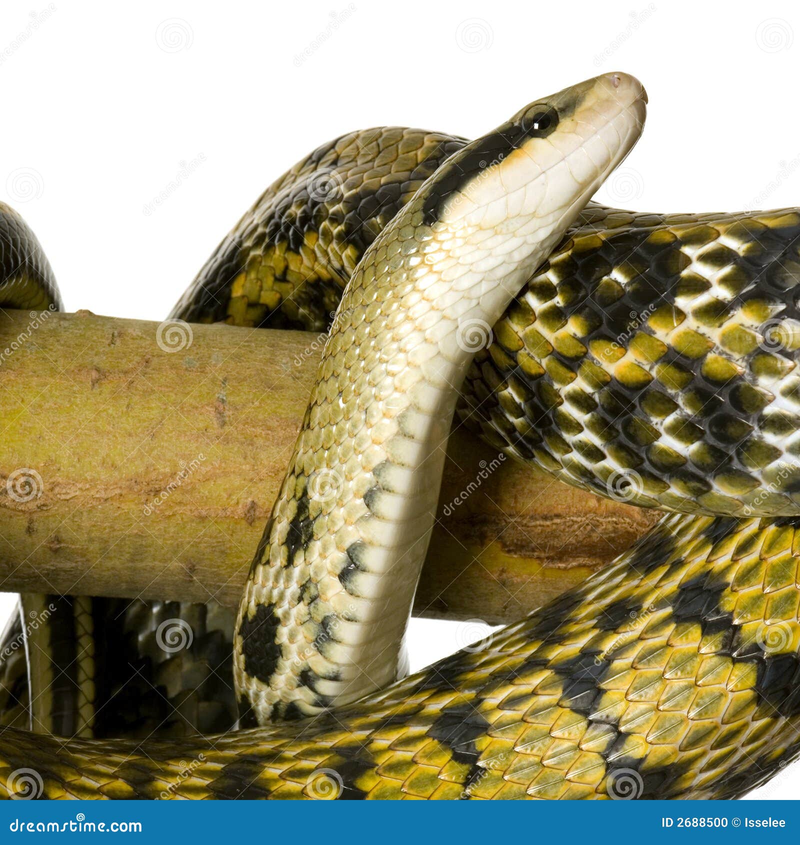 Tjalla ormen arkivfoto. Bild av isolerat, vitt, skjutit - 2688500