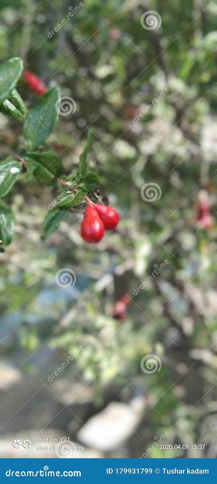 Dalimb Fotos - Libres de Derechos y Gratuitas de Dreamstime