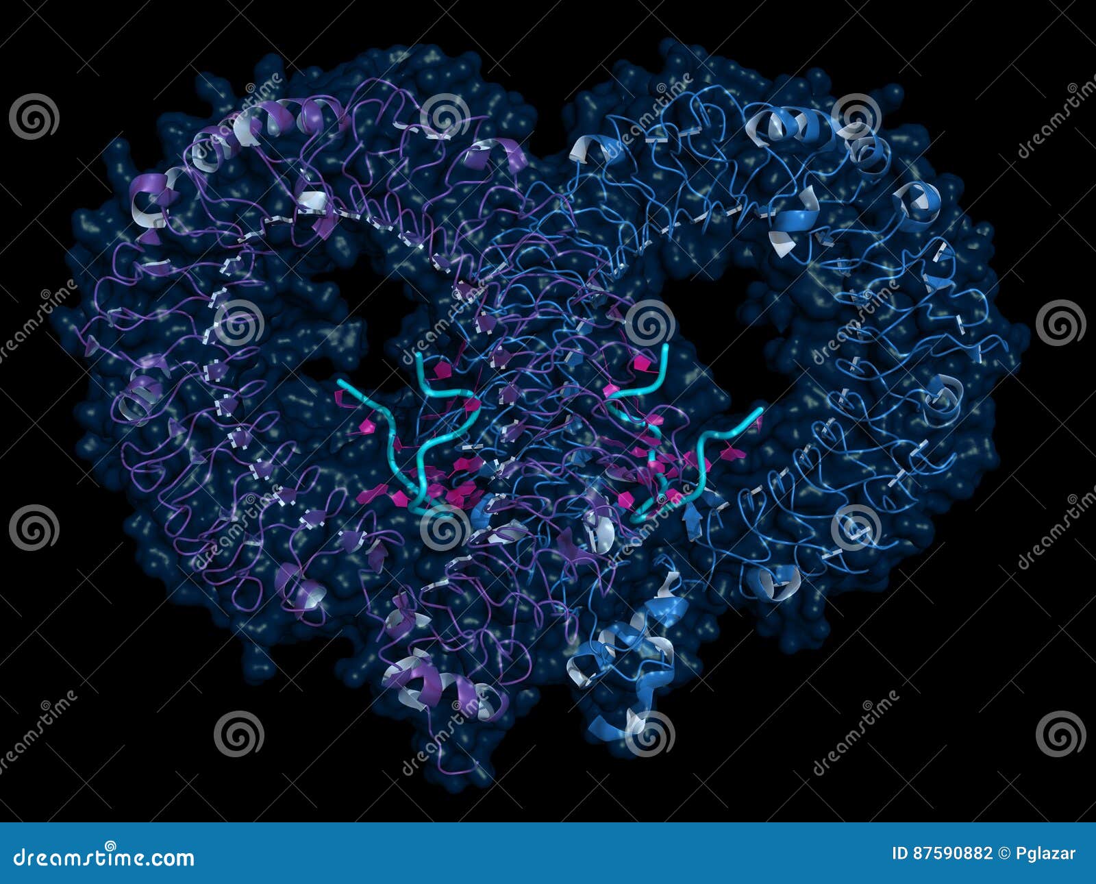 TLR13 Toll-like Receptor Bound To RNA, Cartoon Model with Semi ... TLR13 Toll-like Receptor Bound To RNA, Cartoon Model with Semi ...