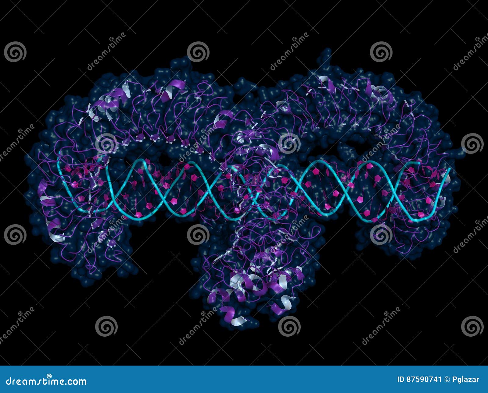 TLR3 Toll-like Receptor Bound To RNA, Cartoon Model with Semi ... TLR3 Toll-like Receptor Bound To RNA, Cartoon Model with Semi ...