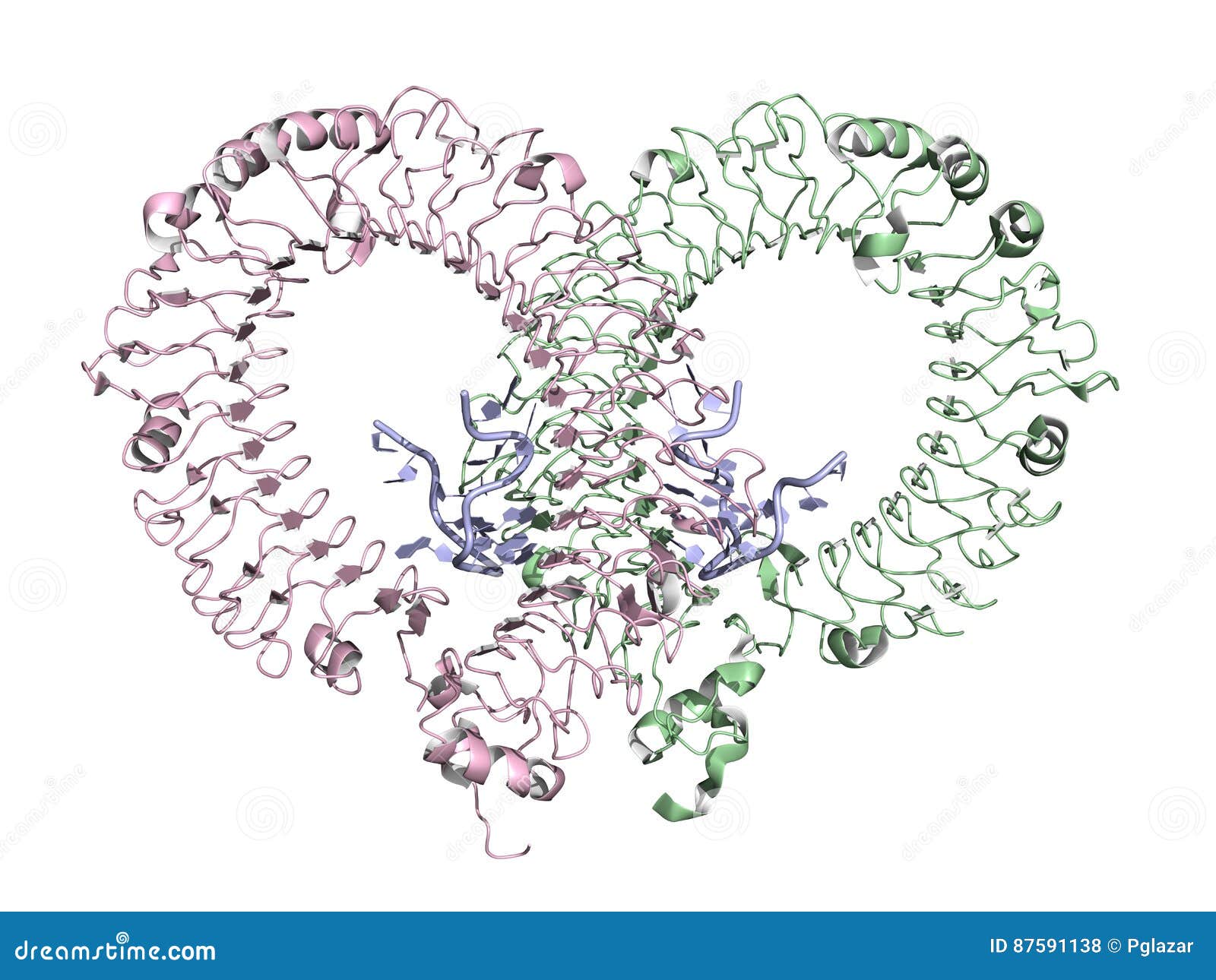 TLR13 Toll-like Receptor Bound To SsRNA, Cartoon Model Stock ... TLR13 Toll-like Receptor Bound To SsRNA, Cartoon Model Stock ...