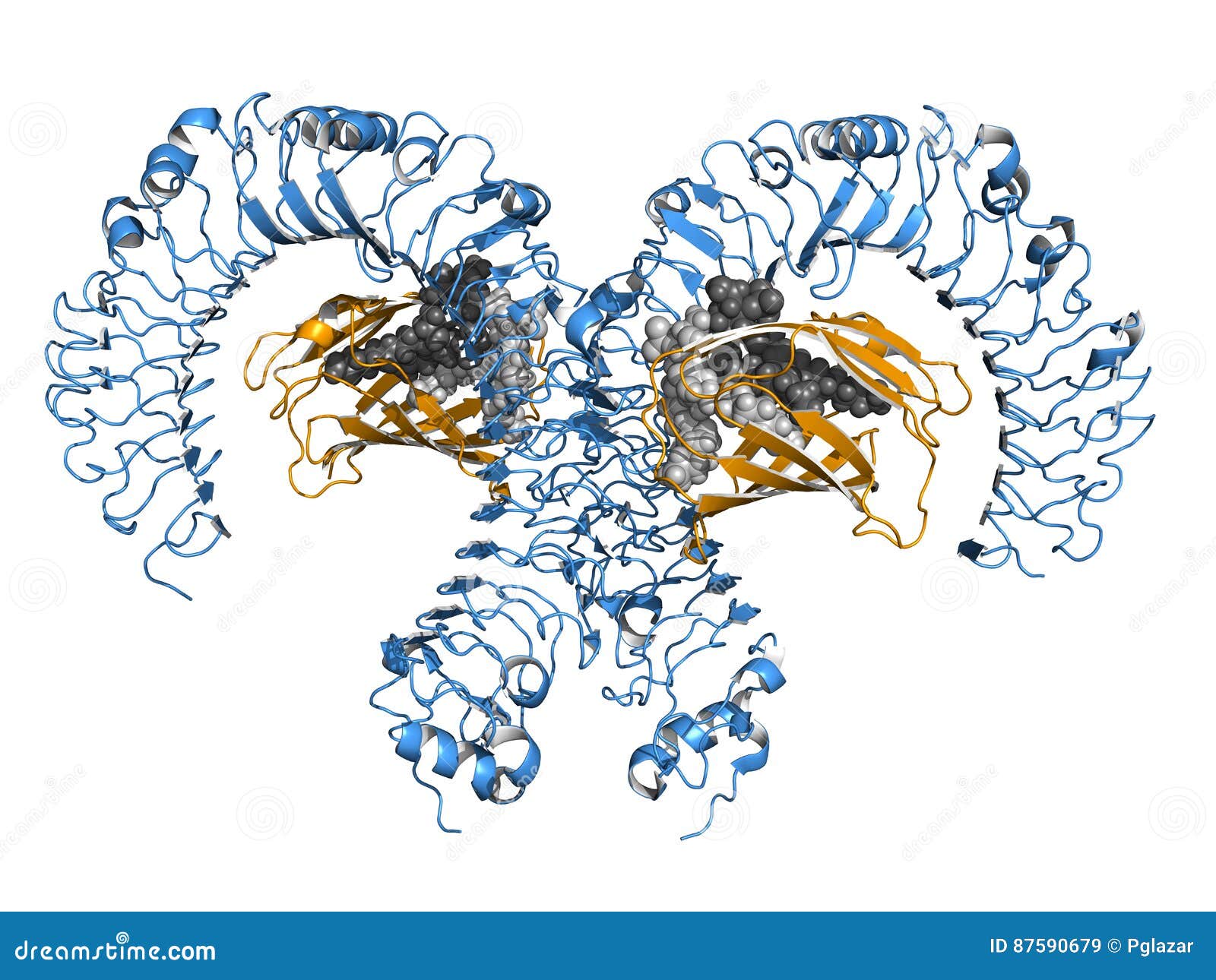 TLR4 Toll-like Receptor, Cartoon Model Stock Illustration ... TLR4 Toll-like Receptor, Cartoon Model Stock Illustration ...