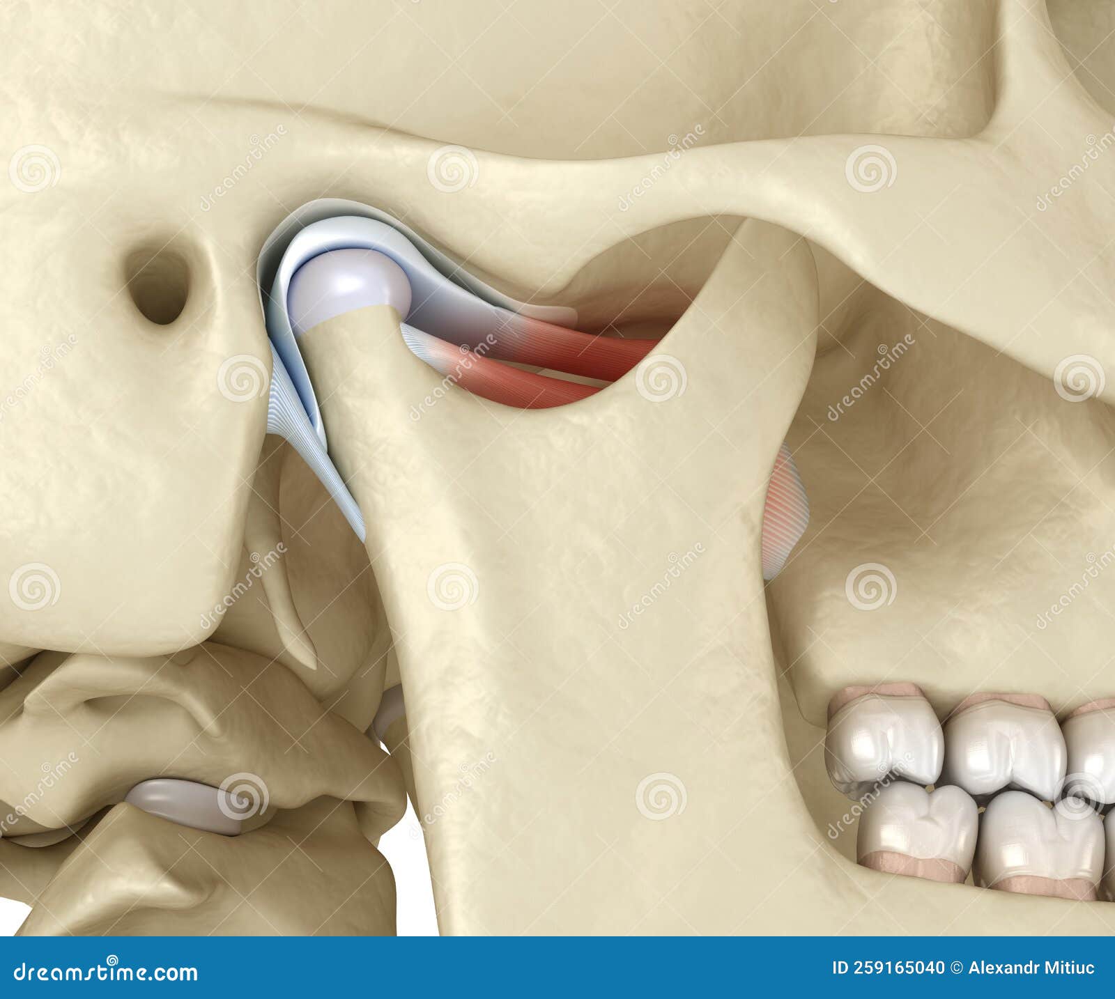 Tmj The Temporomandibular Joints Healthy Occlusion Anatomy Stock