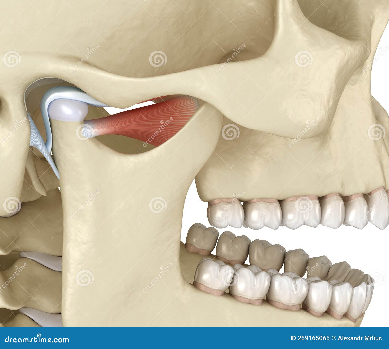 Tmj Temporomandibular Joints Healthy Occlusion Anatomy Stock Porn Sex