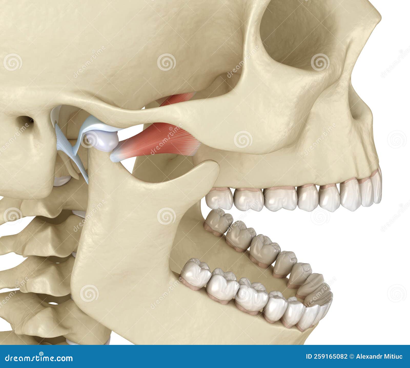 Tmj The Temporomandibular Joints Healthy Occlusion Anatomy Stock