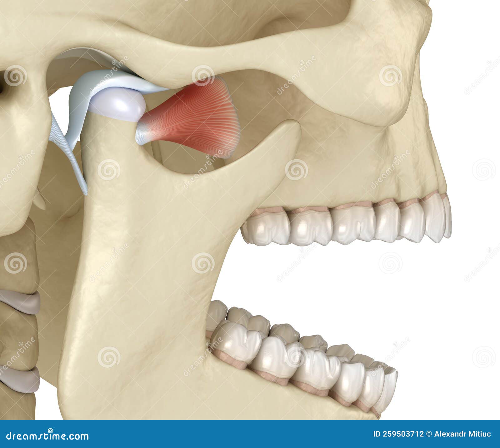 Tmj The Temporomandibular Joints Healthy Occlusion Anatomy Stock
