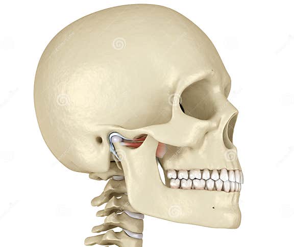 Tmj The Temporomandibular Joints Healthy Occlusion Anatomy Stock
