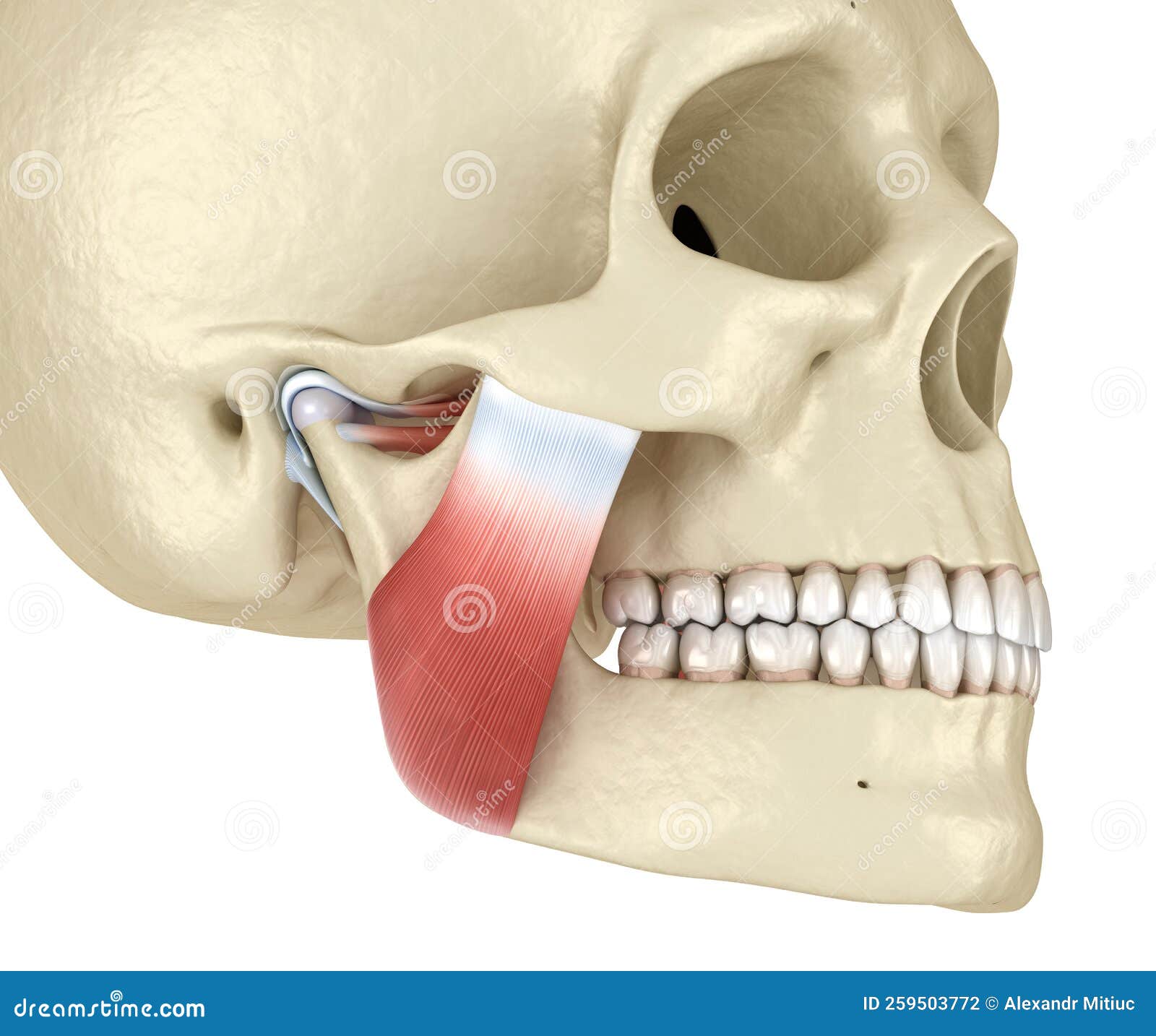 Tmj The Temporomandibular Joints And Muscles Medically Accurate 3d