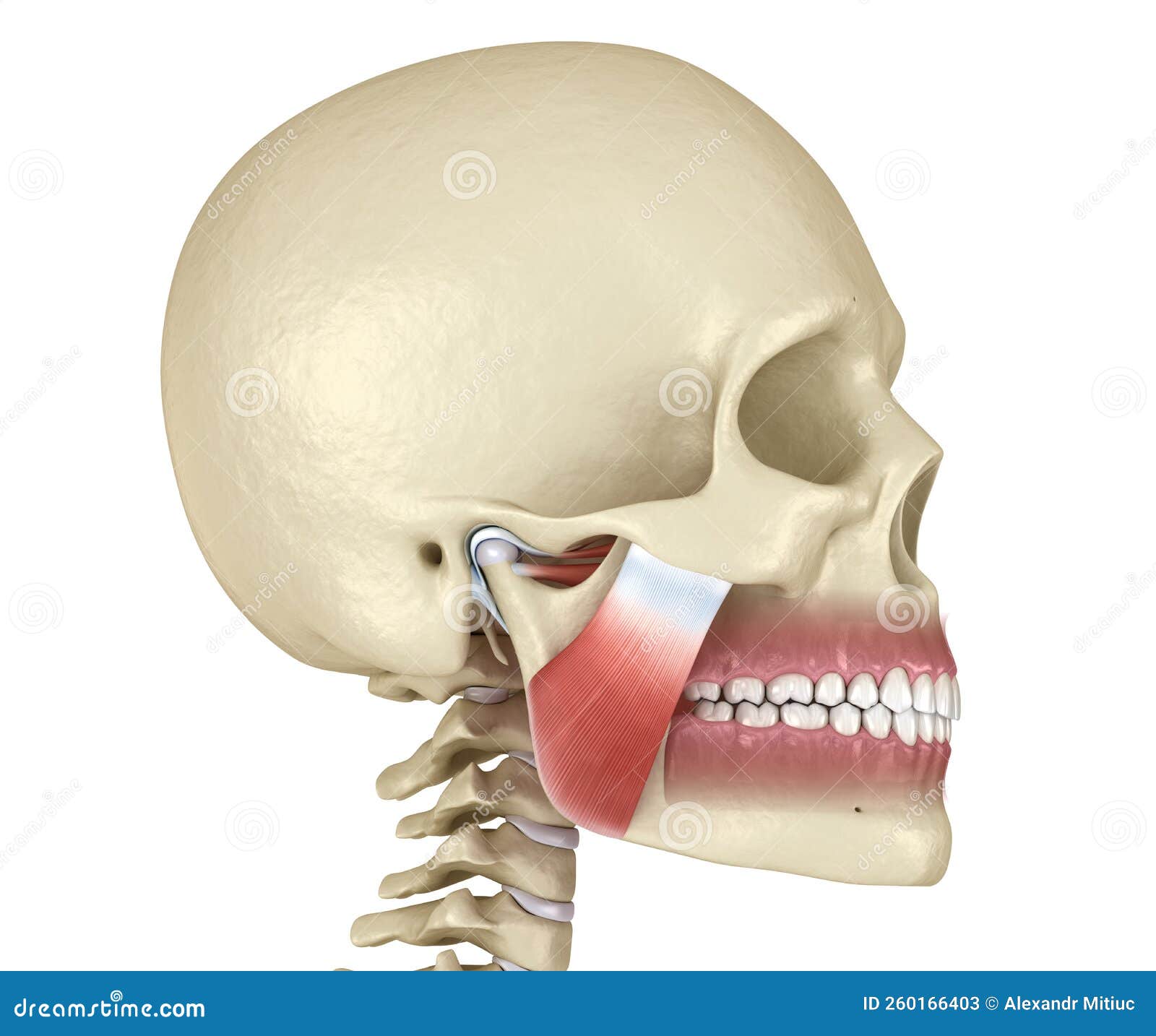 Tmj The Temporomandibular Joints And Muscles Medically Accurate 3d