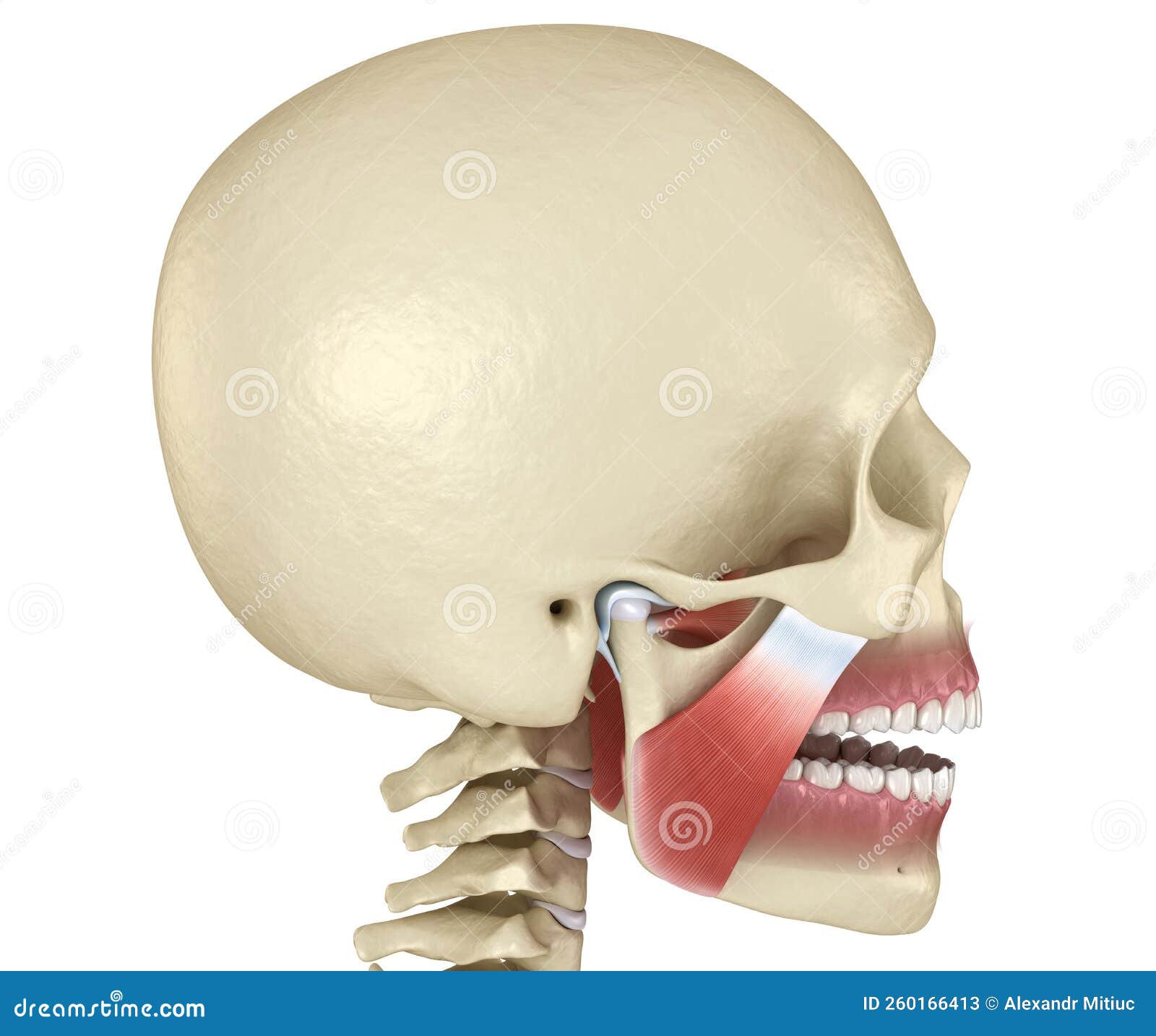 Tmj The Temporomandibular Joints And Muscles Medically Accurate 3d