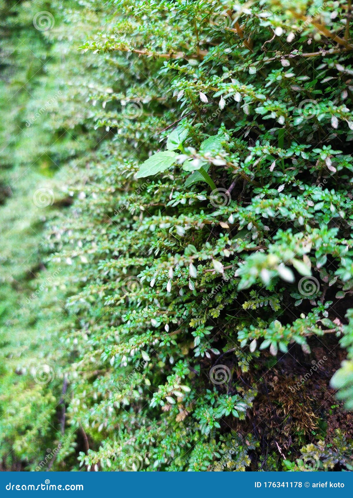 To the Beauty of Moss Plants Growing on Cliffs Stock Photo - Image of ...