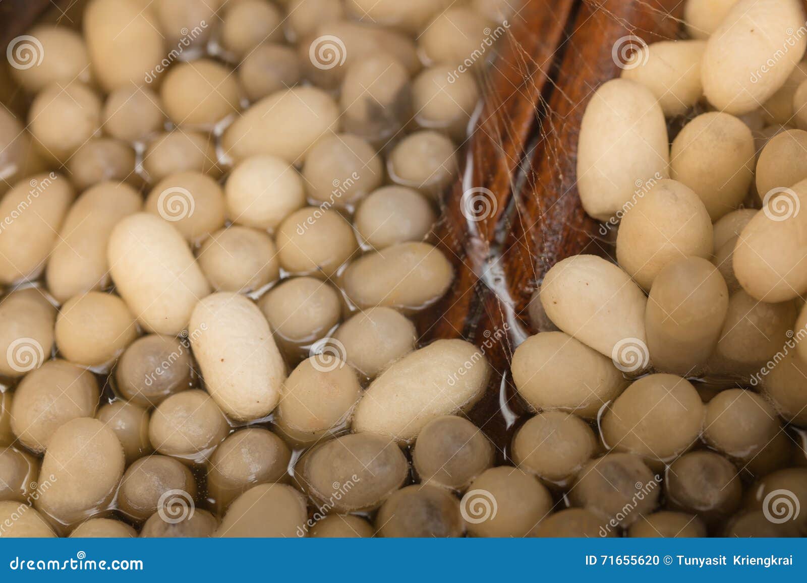 To Do so Ancient Silk Thread. Stock Photo - Image of capsule, pampering ...