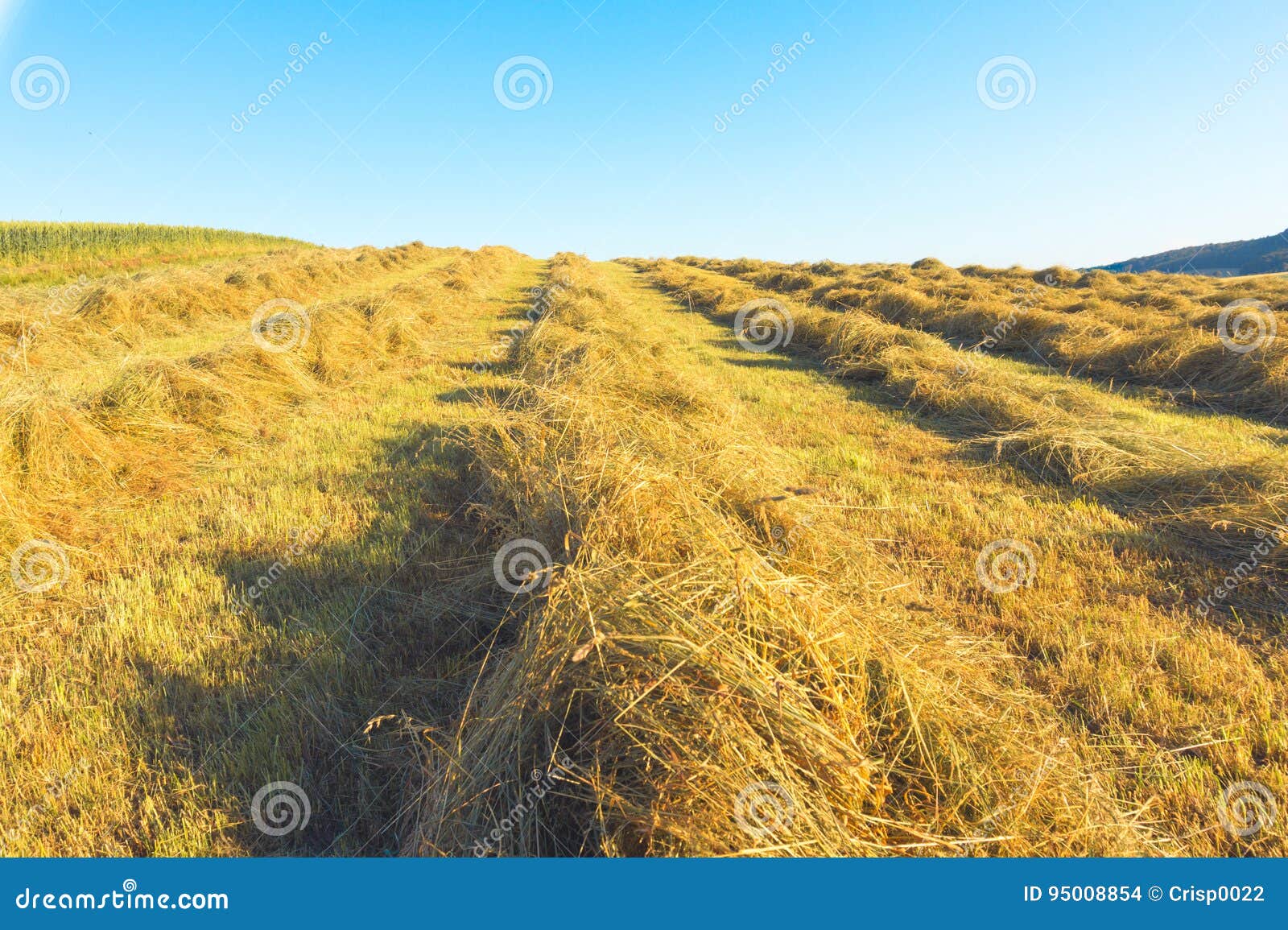 To dry the chopped hay stock photo. Image of bale, chopped - 95008854