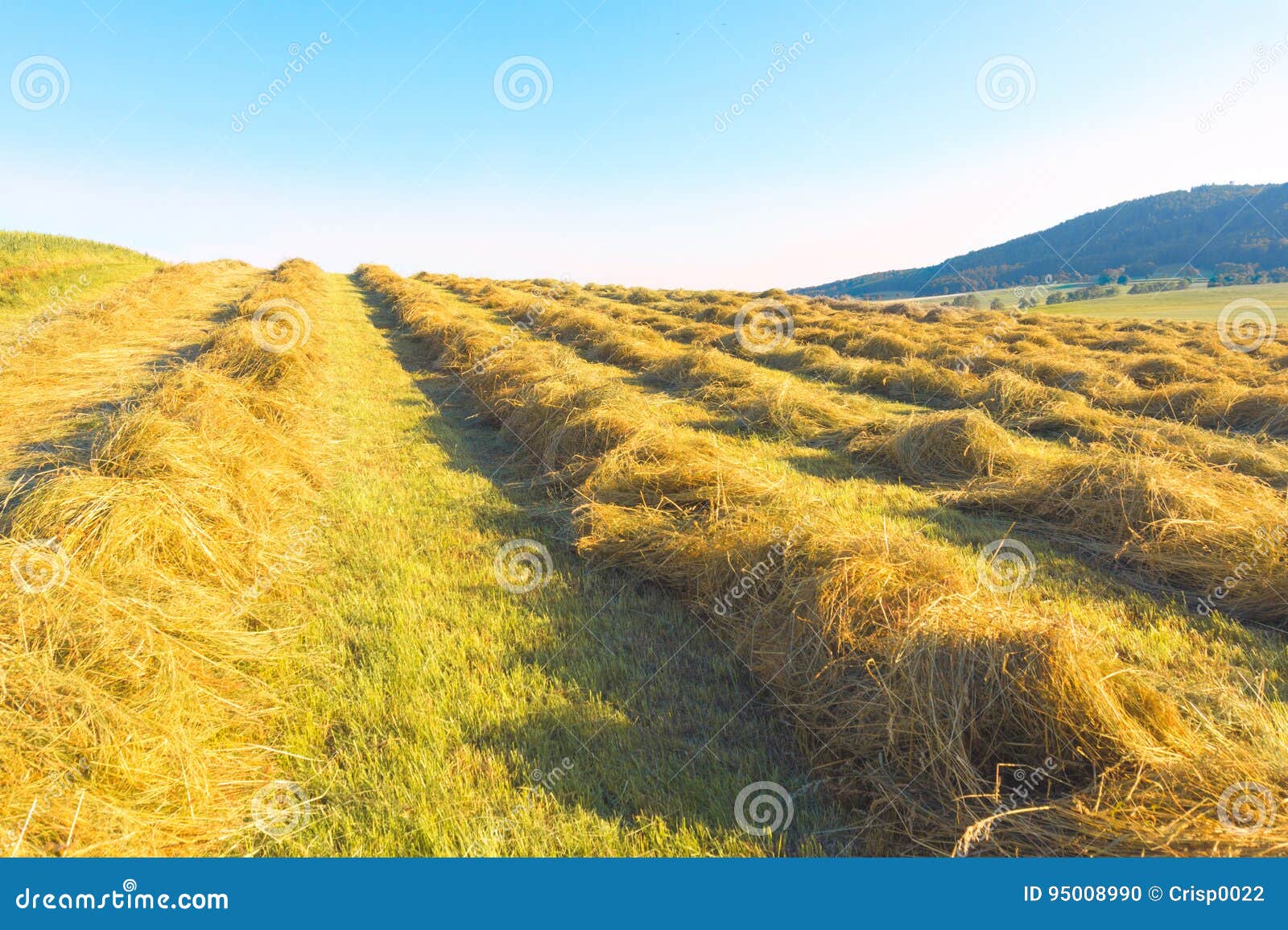 To dry the chopped hay stock photo. Image of earth, gold - 95008990