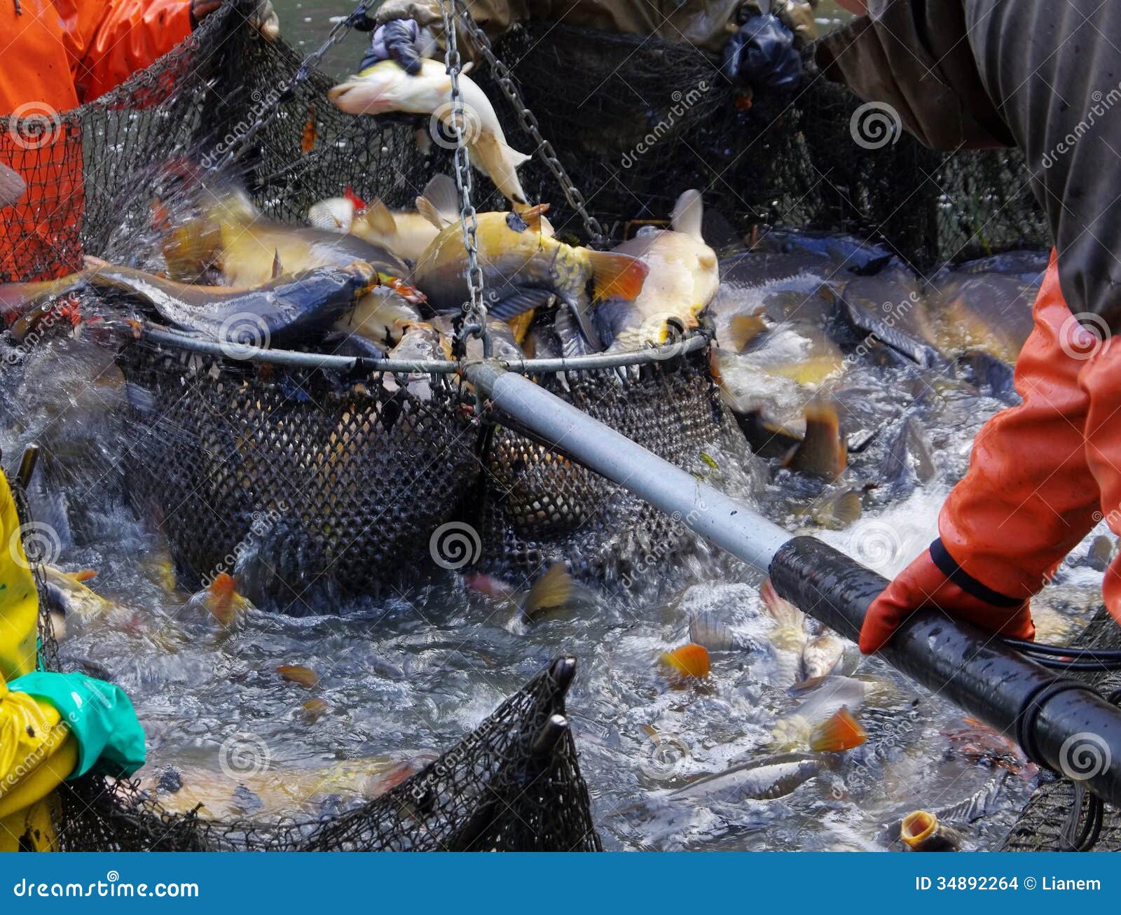 To fish dry stock photo. Image of animal, nature, mouth - 34892264