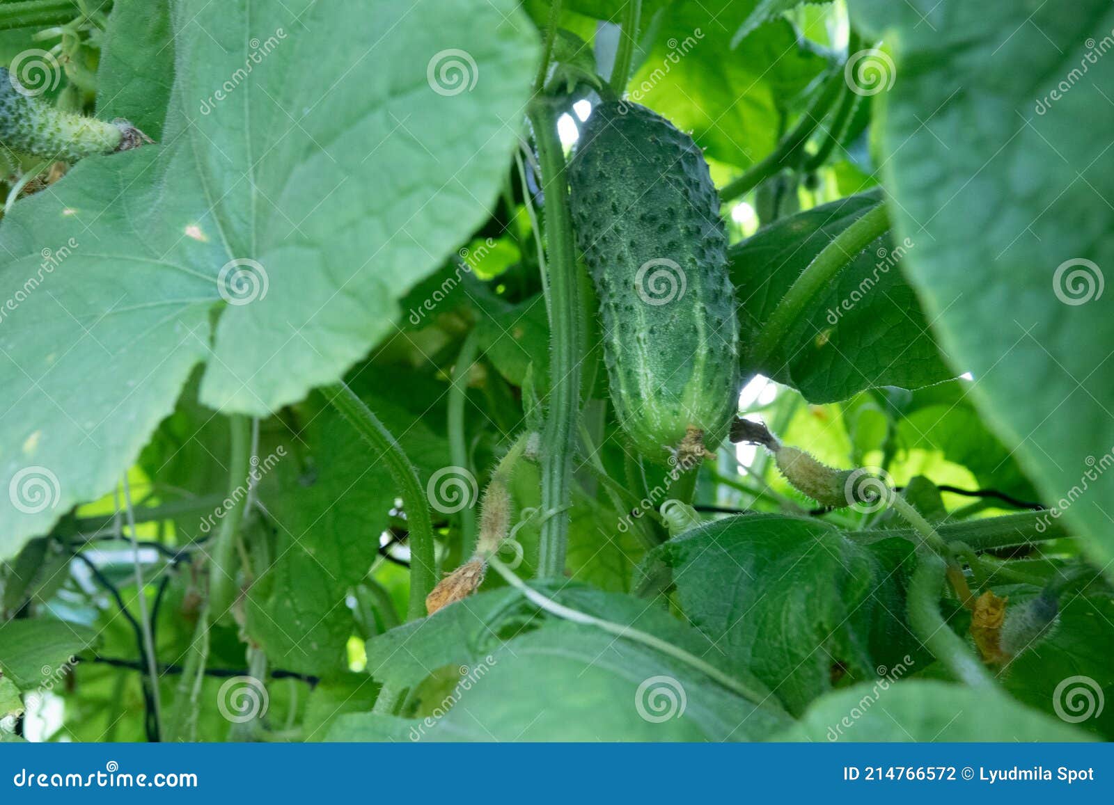 To Grow Small Cucumbers in the Greenhouse Stock Photo - Image of growth ...