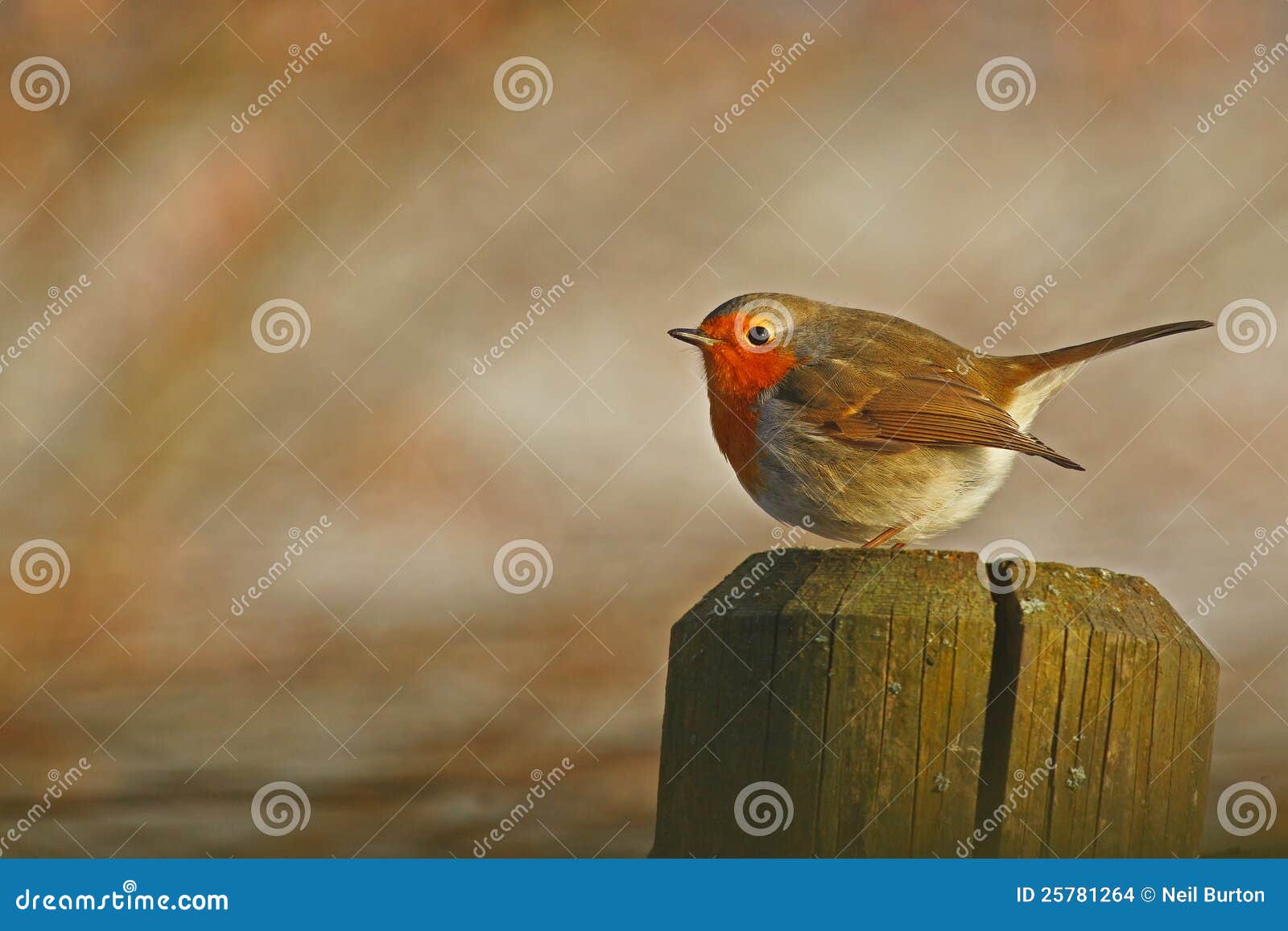 To the left stock photo. Image of bird, looking, cheeky - 25781264
