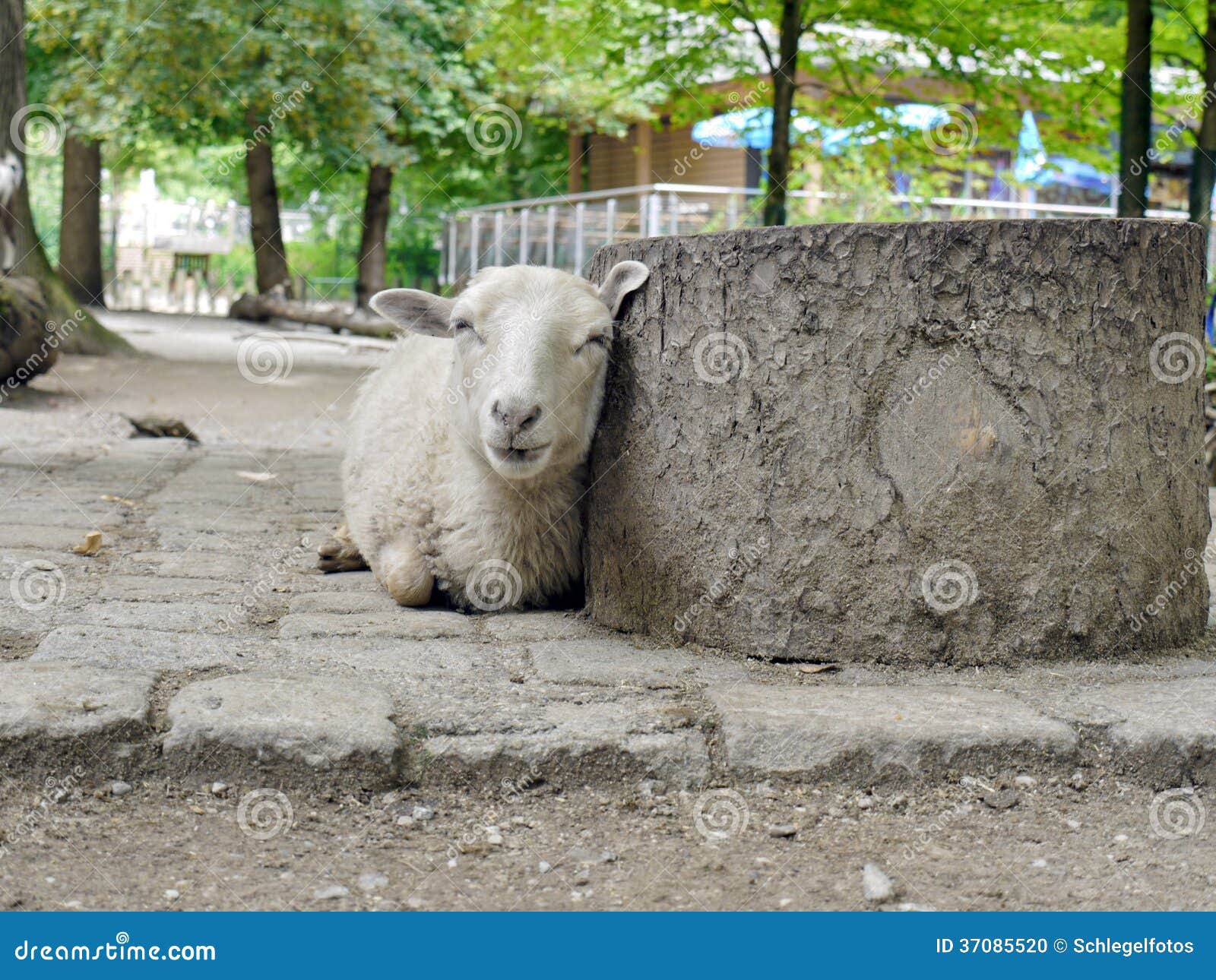 To lie sheep background stock photo. Image of field, countryside - 37085520