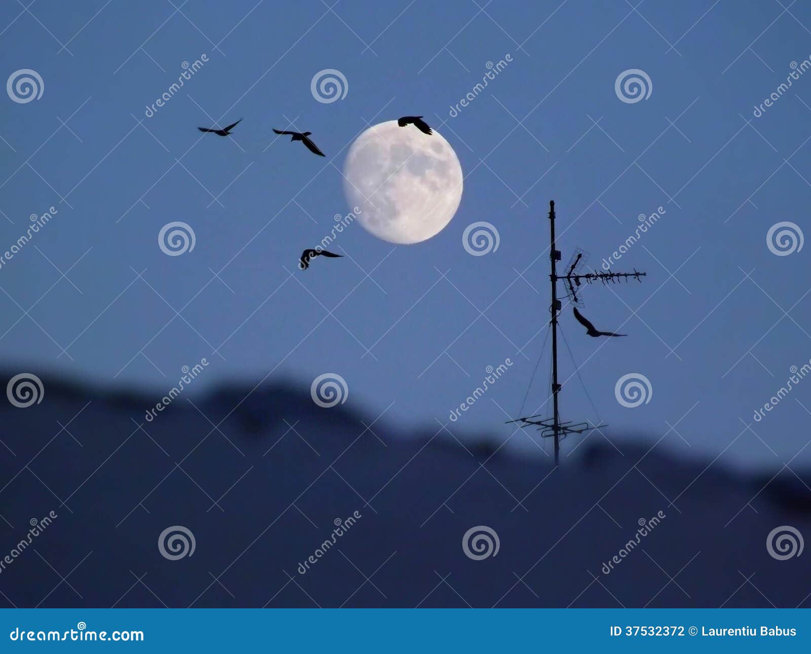 Full moon and birds stock photo. Image of magic, evening - 37532372