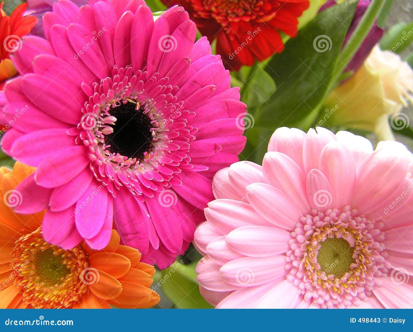 To pink gerbera daisies stock image. Image of flower, happy - 498443