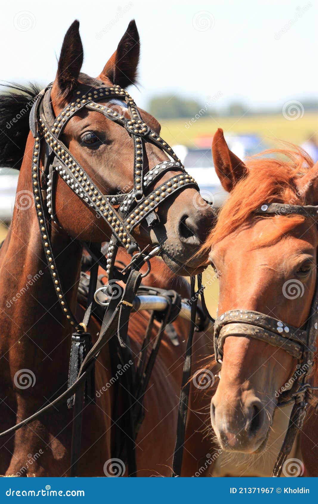 To play the horses stock image. Image of gallop, horseracing - 21371967