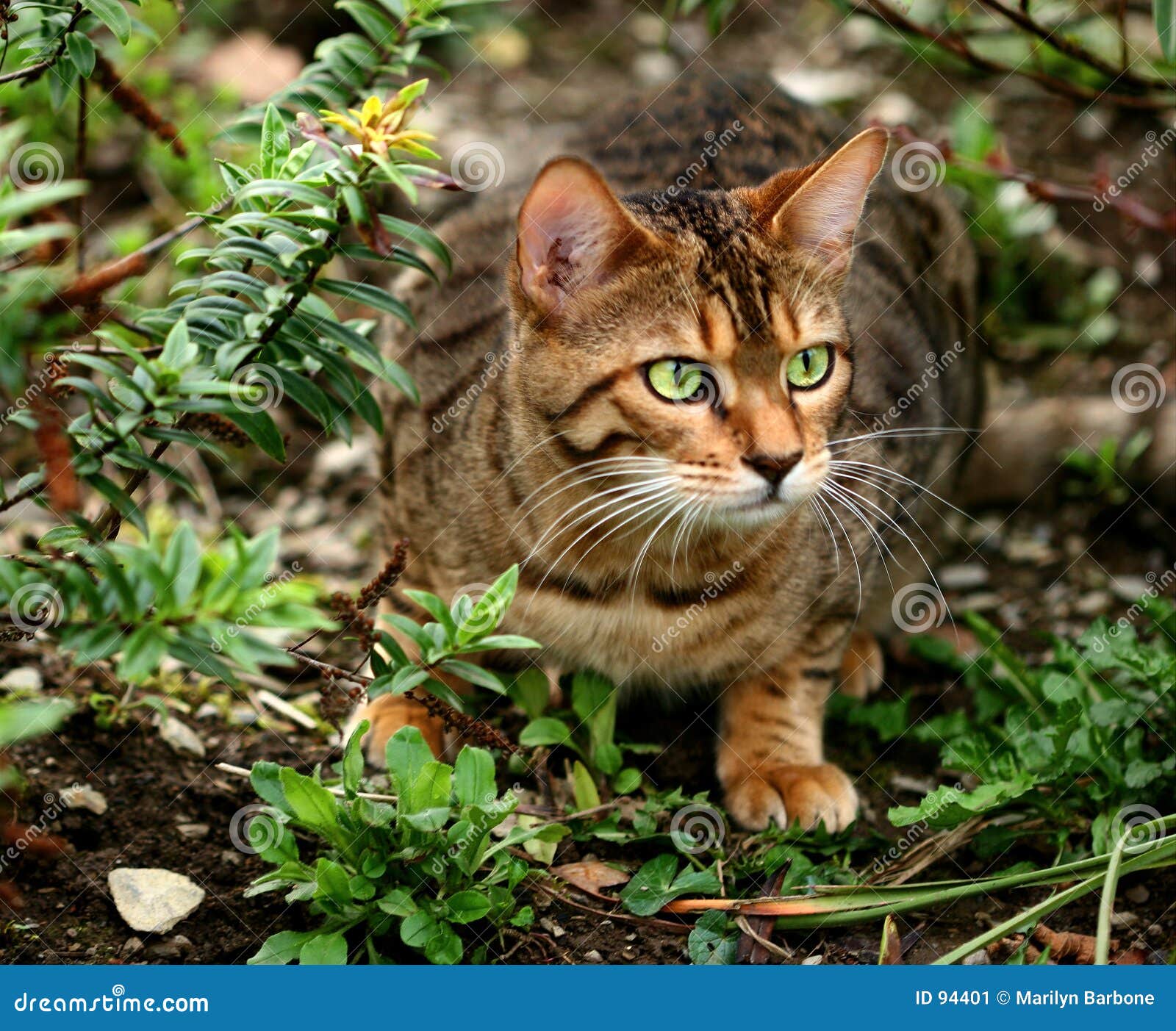 About to Pounce. stock image. Image of feline, garden, bengali - 94401