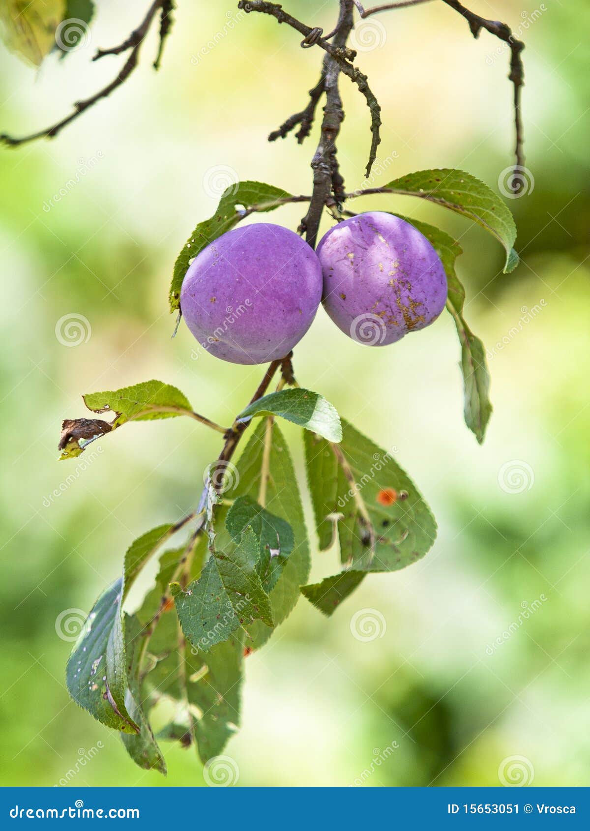 To Ripe Plums on the Branch Stock Image - Image of horizontal, tasty ...