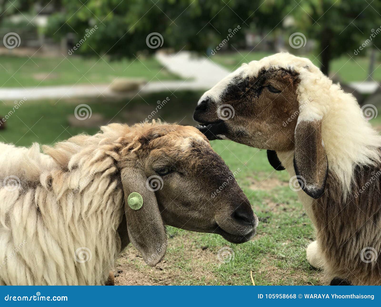 Two Sheeps stock photo. Image of creatures, talkative - 105958668