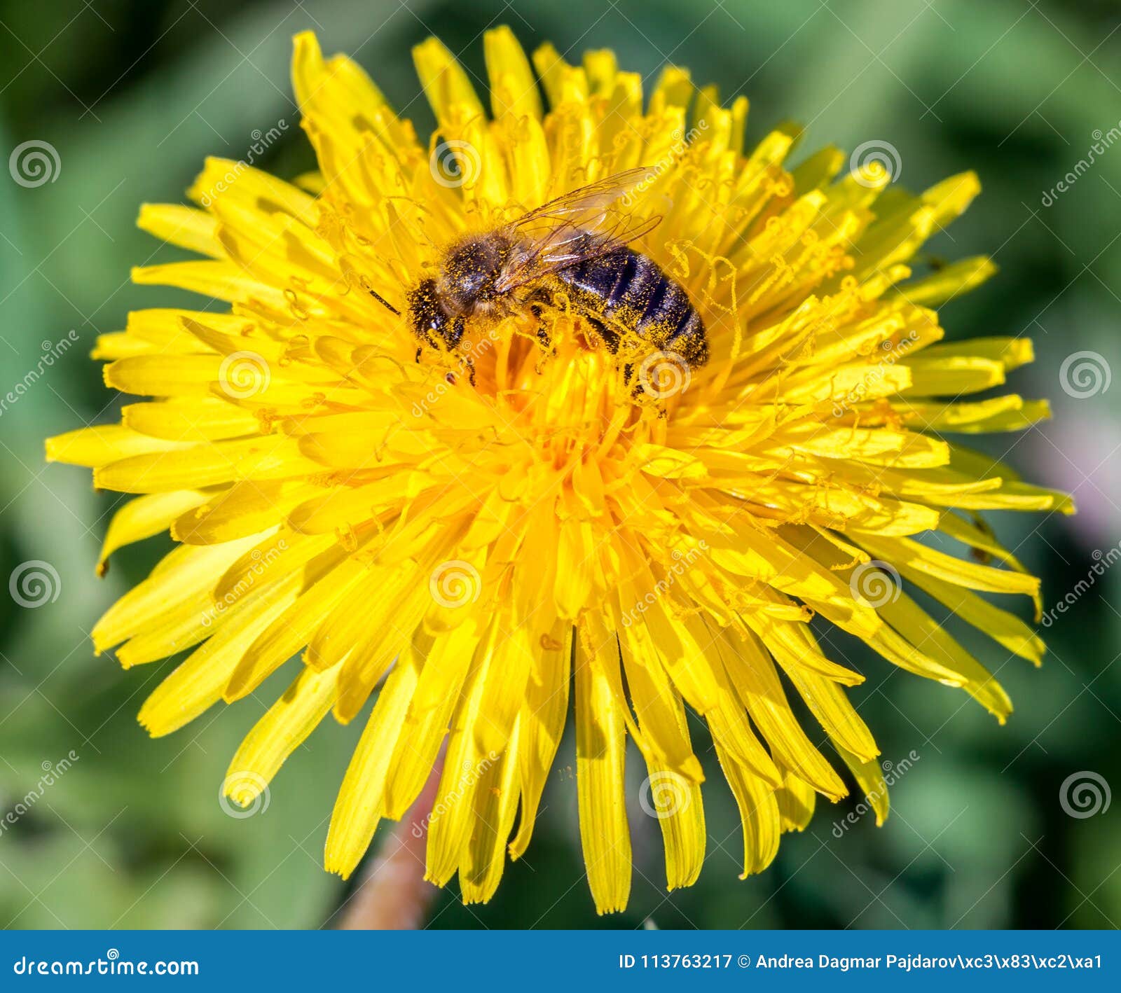 Single Dandelion with Bee Covered by Pollen Stock Image - Image of ...