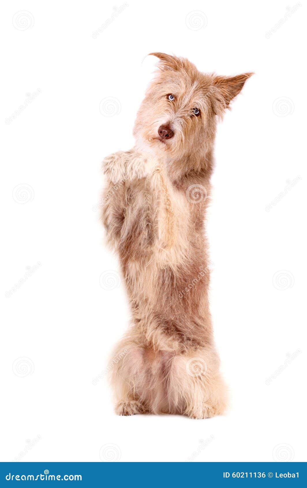 To sit up and beg, stock photo. Image of card, humor - 60211136