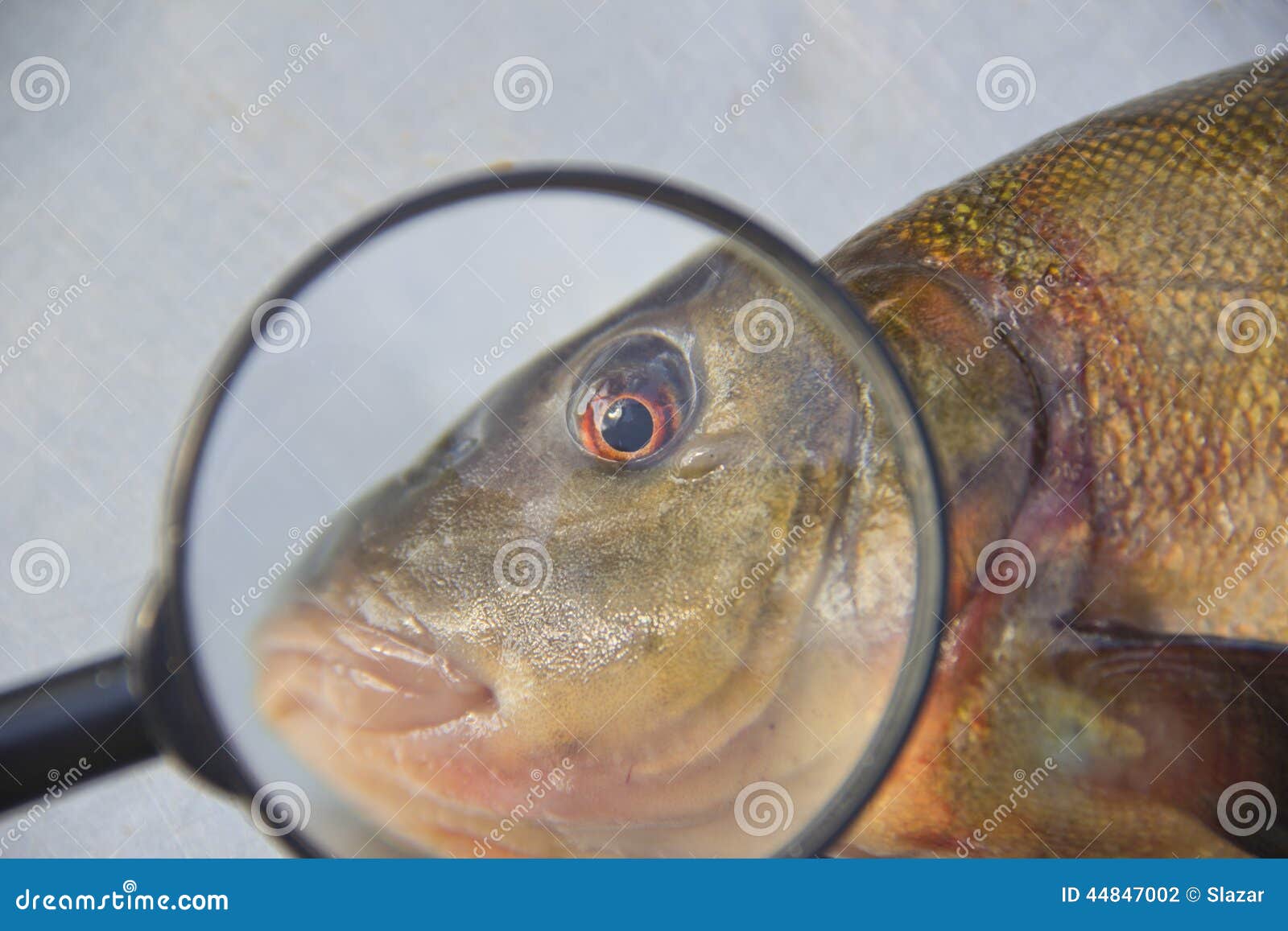 To sulk fish stock photo. Image of fish, farm, wild, aquatic - 44847002