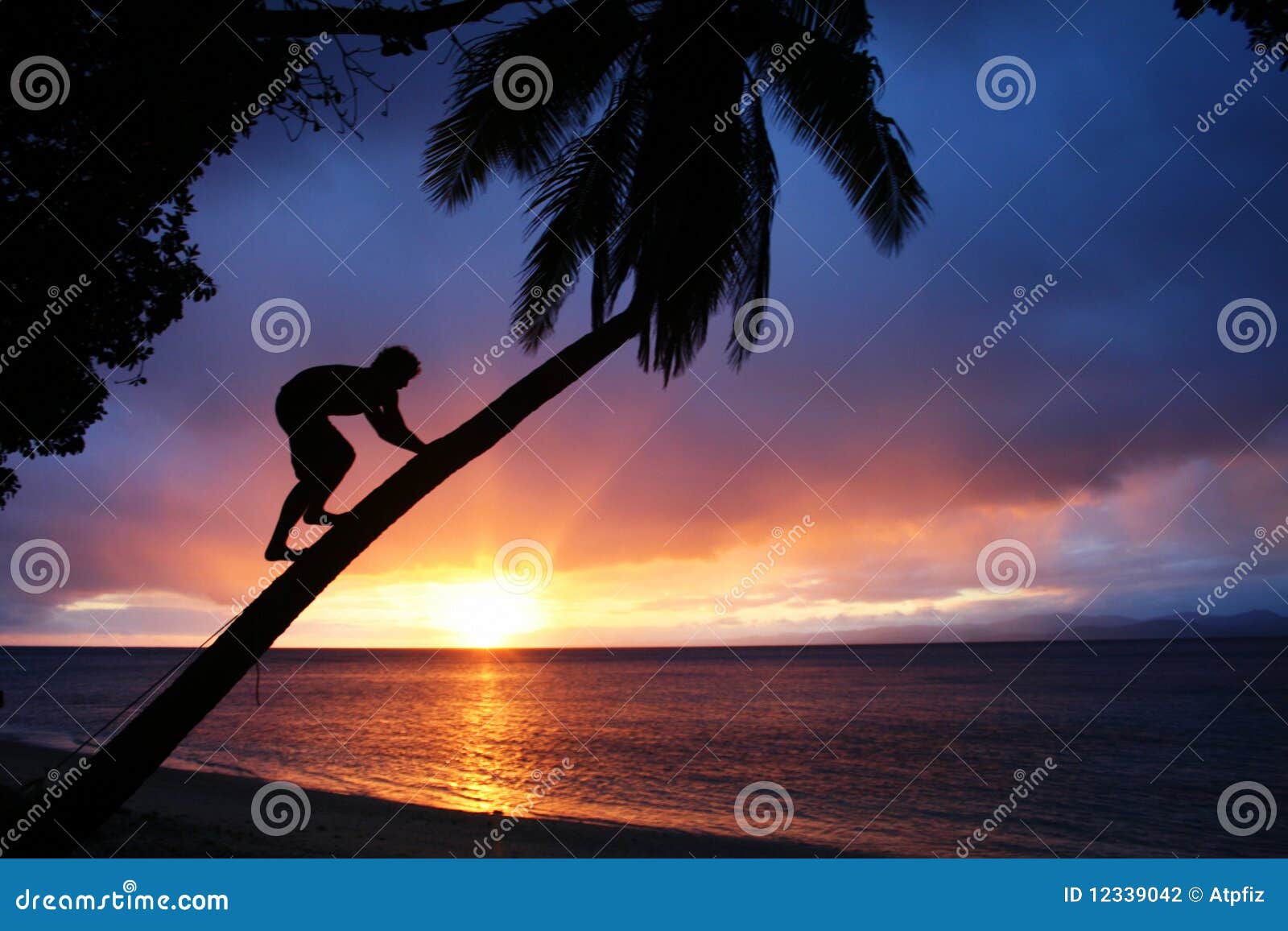 To the top stock photo. Image of sunset, island, palm - 12339042