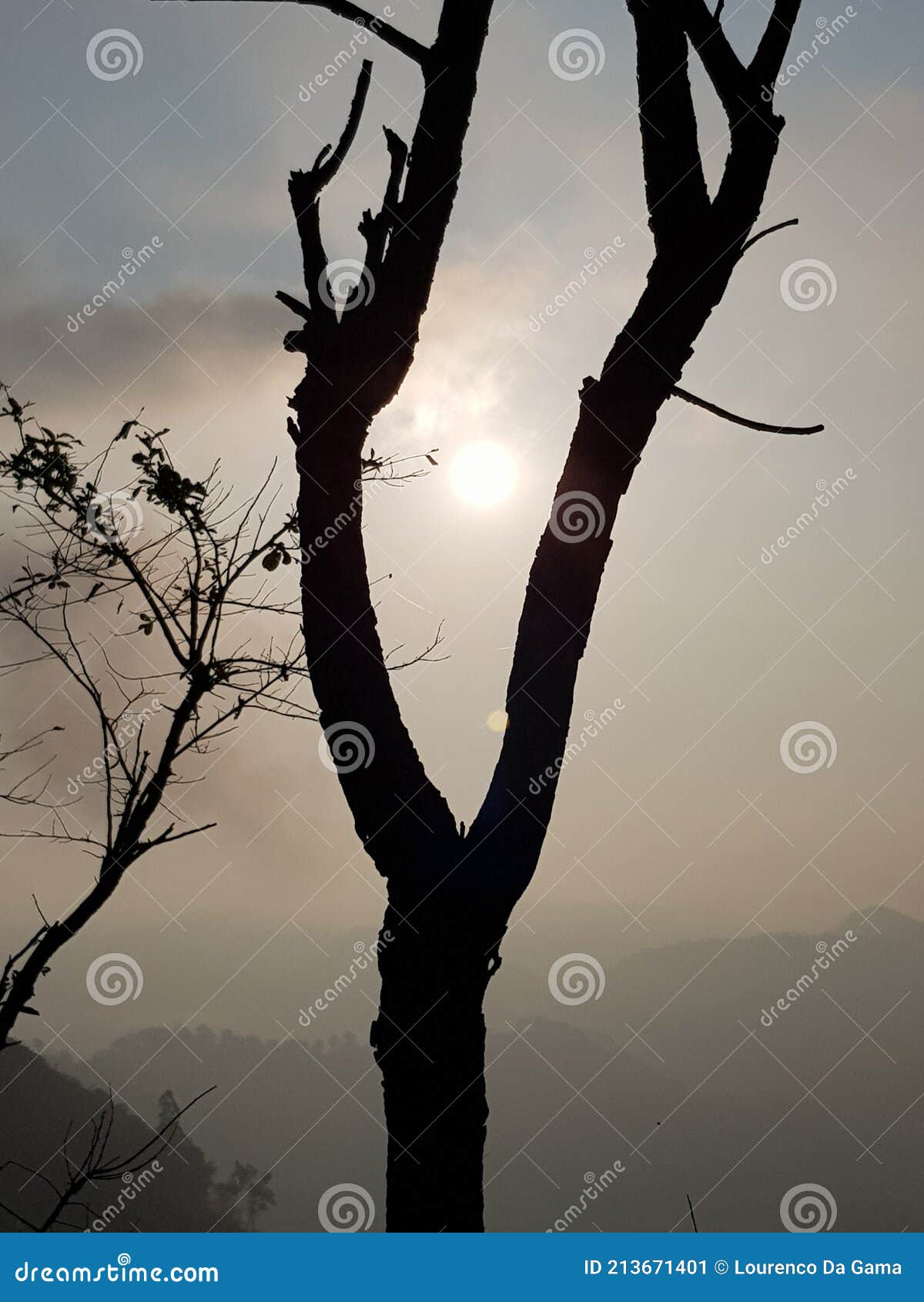 Into To the Tree the Life of Sun Grows Stock Image - Image of branch ...