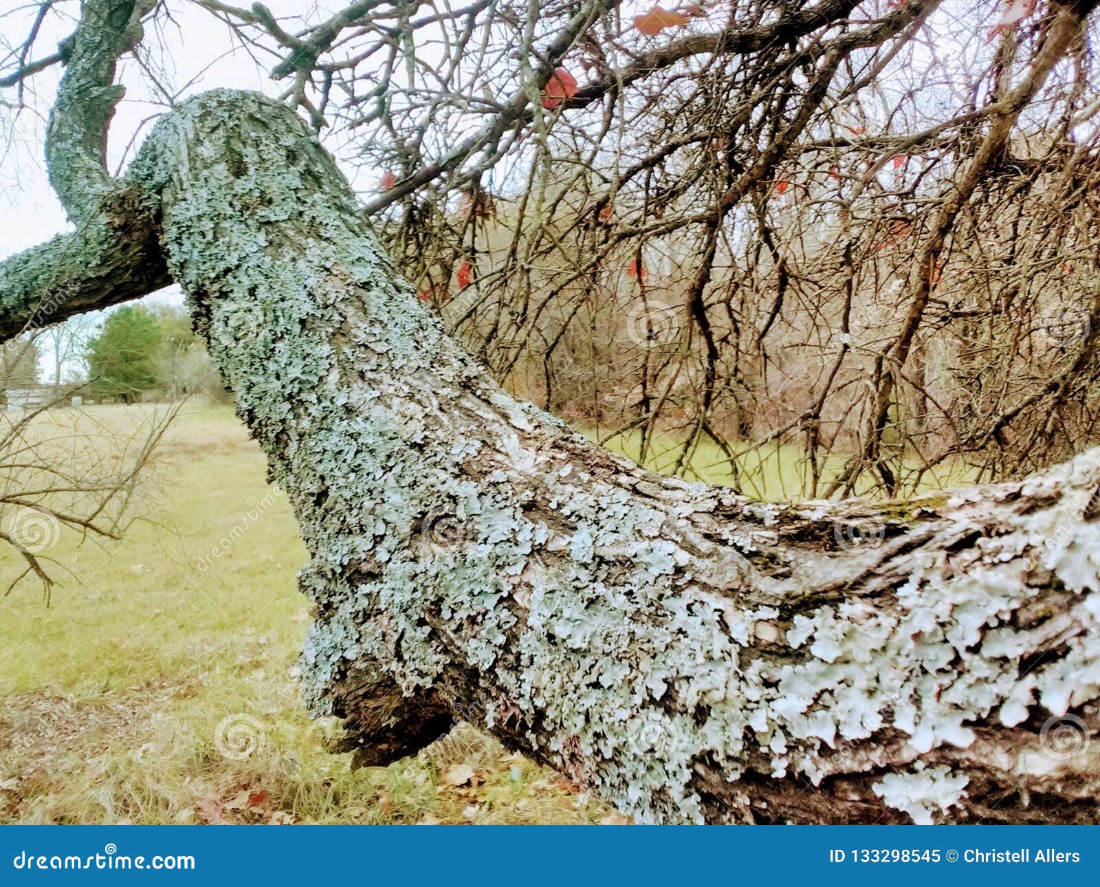 To what stock image. Image of nature, woods, limb, branch - 133298545