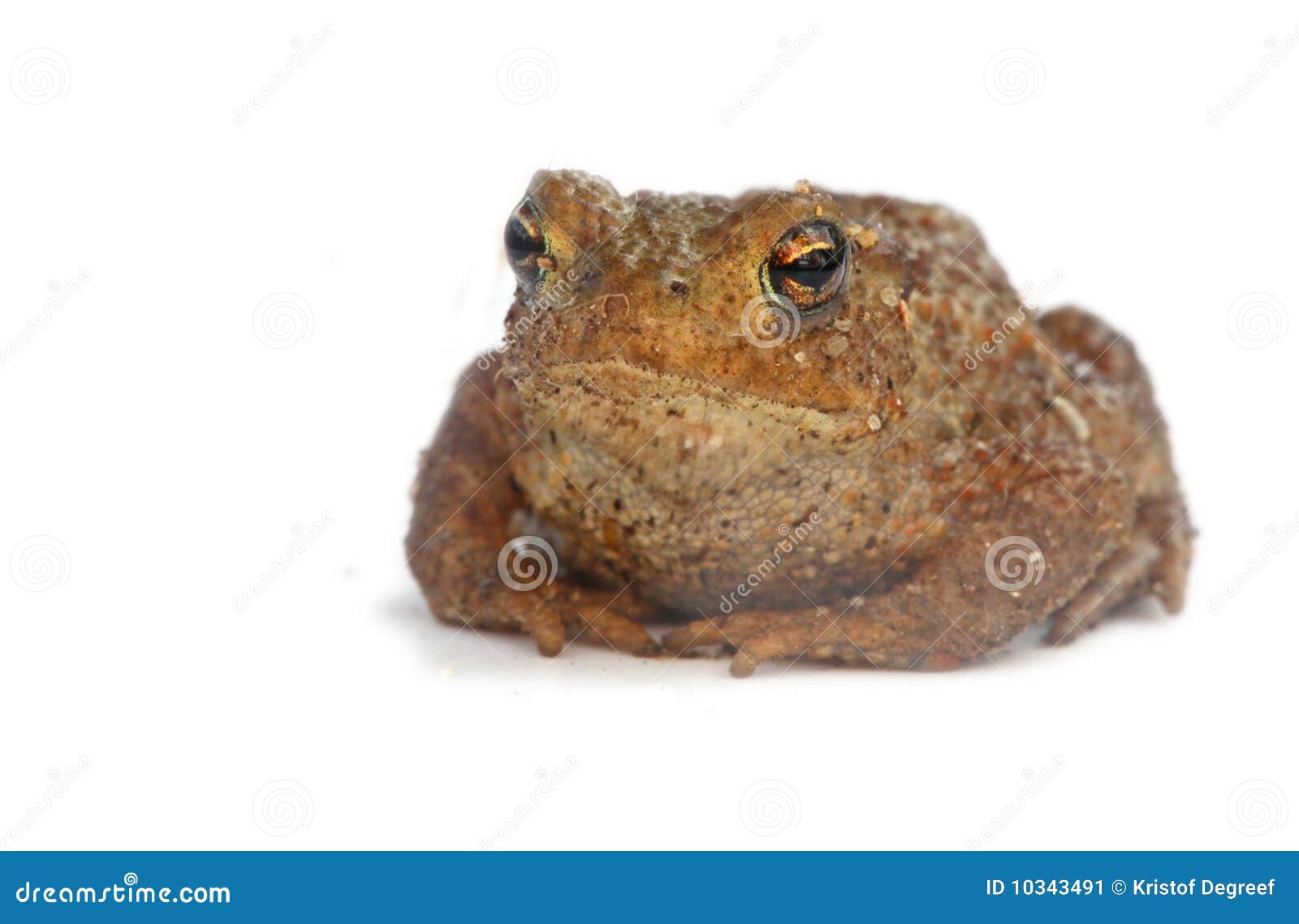 Toad stock image. Image of ecology, amphibian, macro - 10343491
