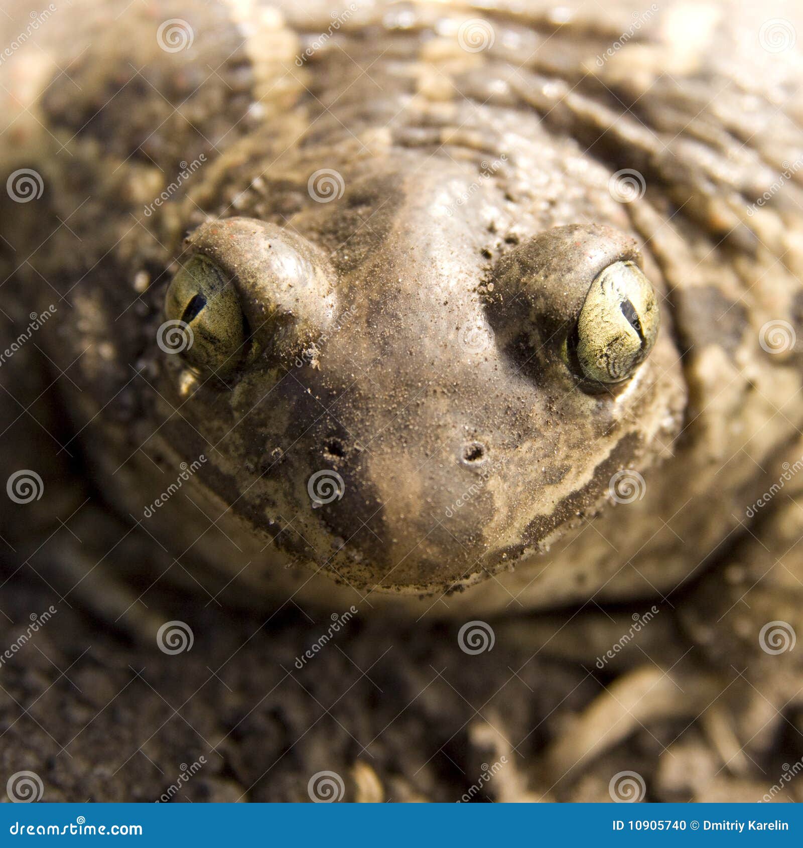 355 Spotted Toad Skin Stock Photos - Free & Royalty-Free Stock Photos ...