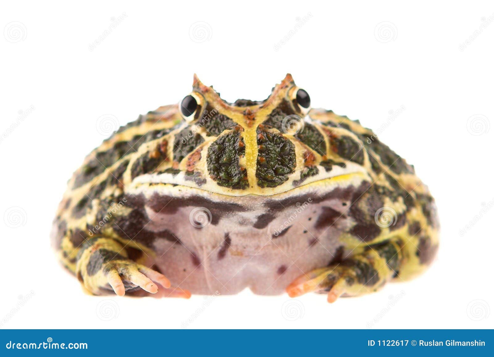 Toad stock image. Image of boss, bored, attack, angry - 1122617