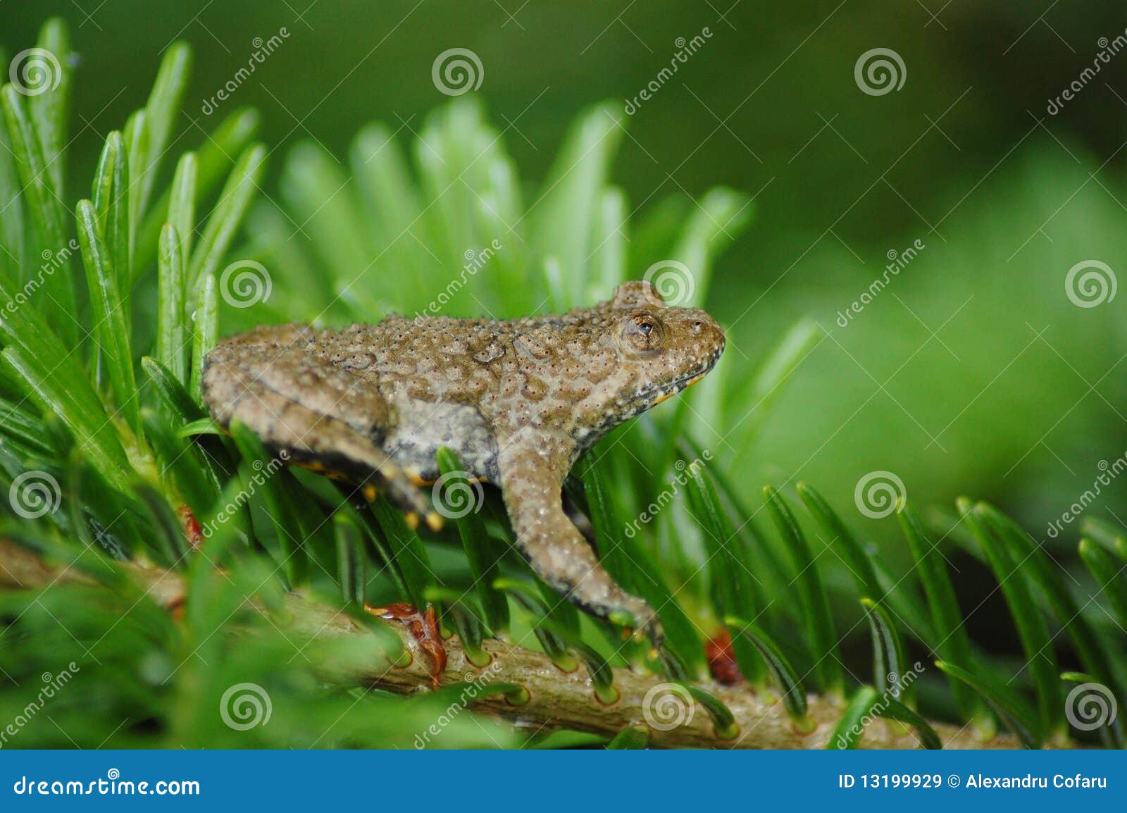 Toad stock image. Image of toad, close, amphibian, forest - 13199929