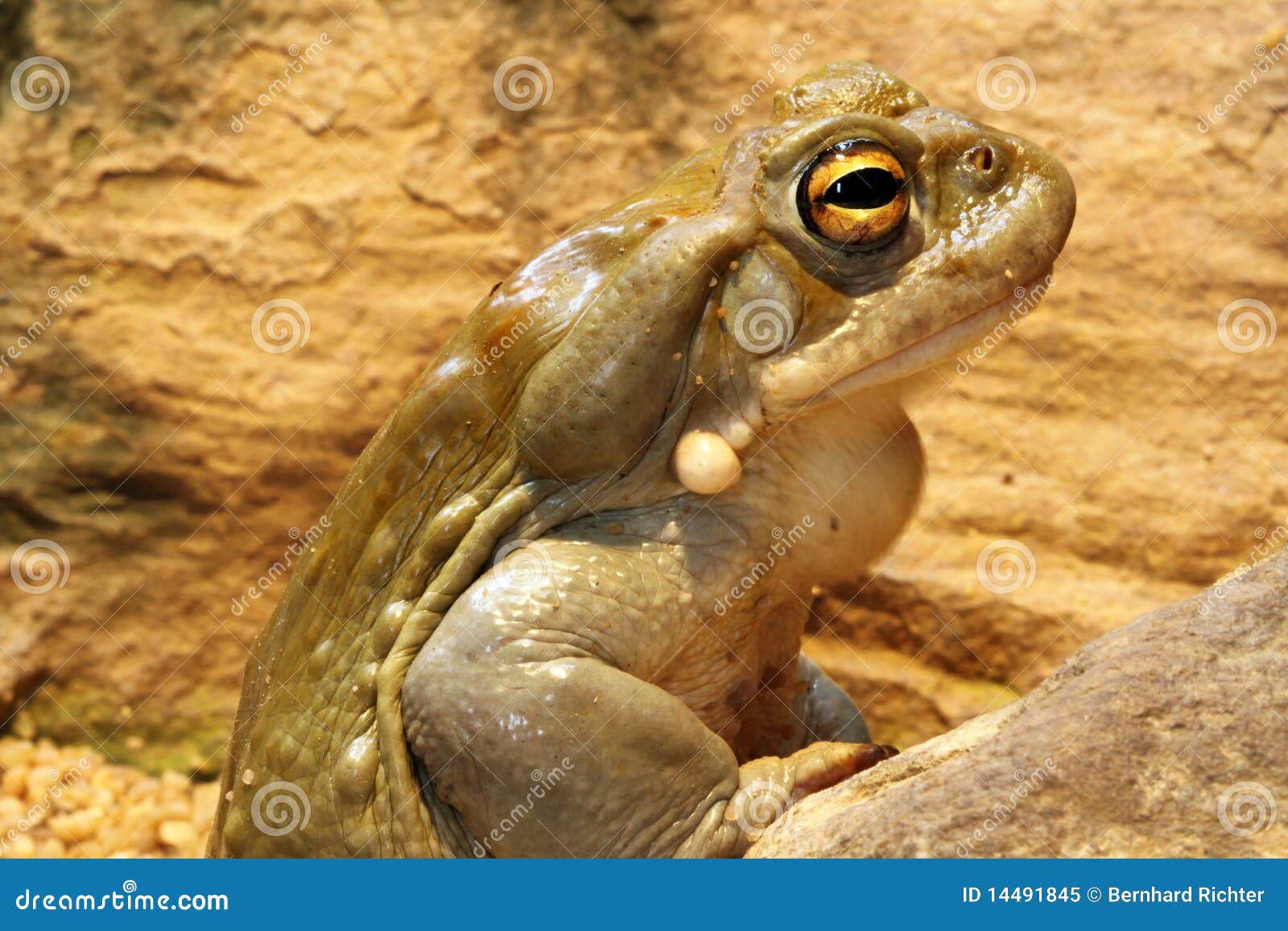 Toad stock image. Image of mouth, jump, desert, creature - 14491845