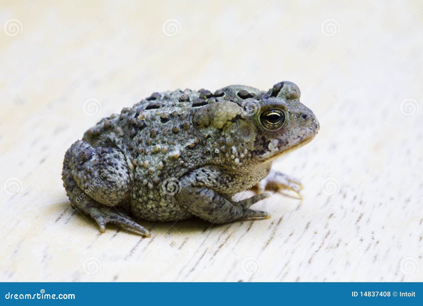 Toad stock photo. Image of animal, serious, sitting, profile - 14837408