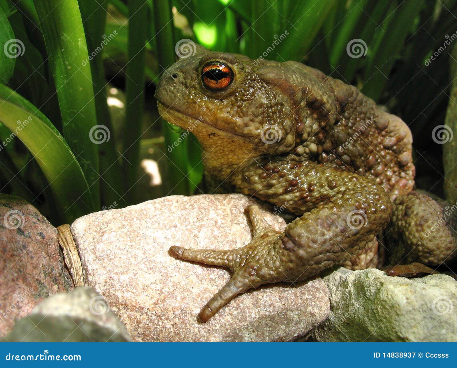 Toad stock image. Image of toad, frog, grass, leather - 14838937