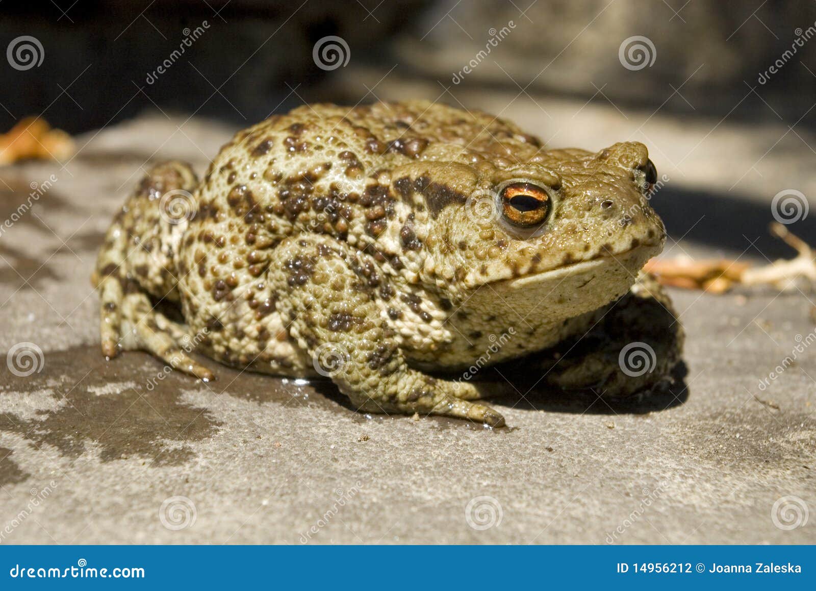 Toad stock photo. Image of bumps, meadow, leap, warts - 14956212