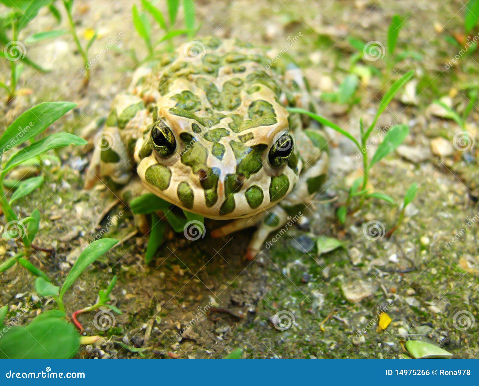 Toad stock photo. Image of conceptual, green, looking - 14975266