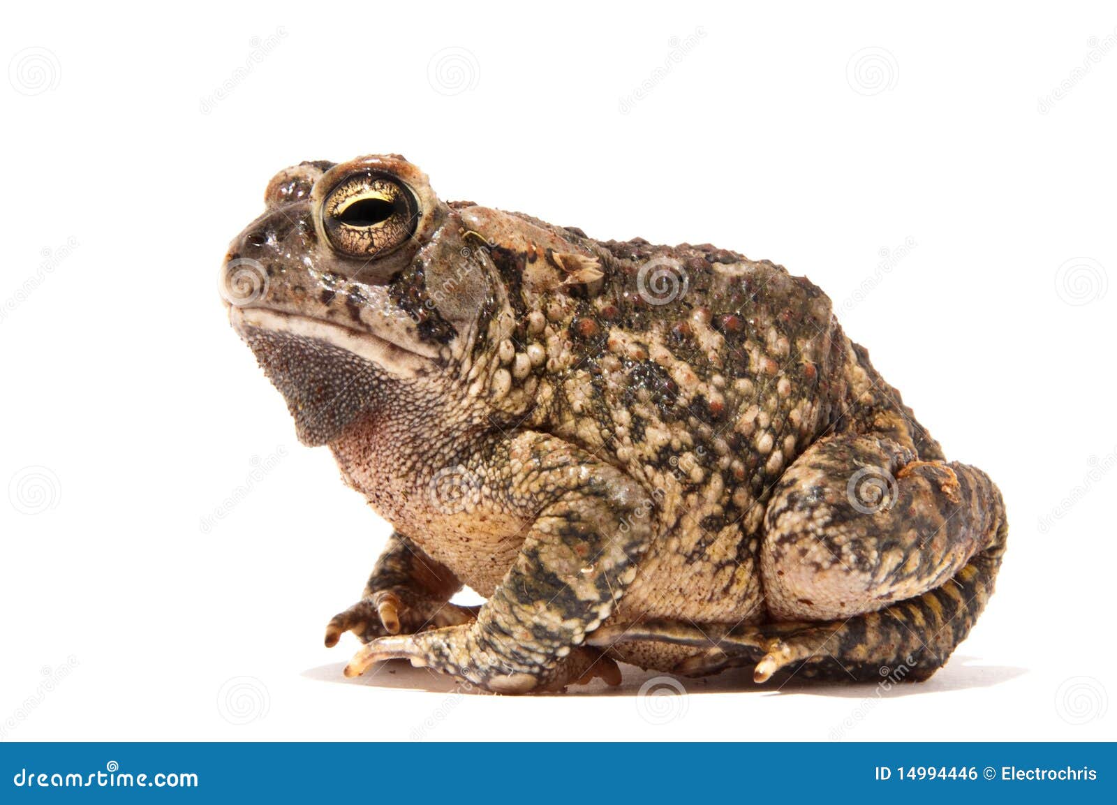 Toad stock photo. Image of isolated, wild, frog, cold - 14994446