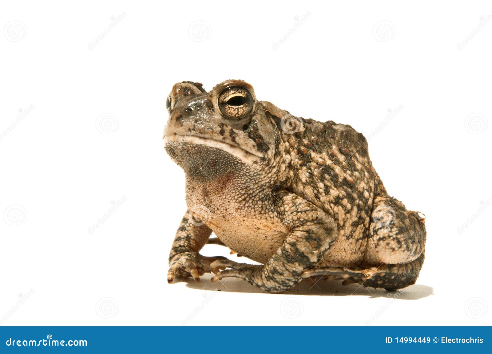 Toad stock image. Image of motionless, alone, white, cold - 14994449