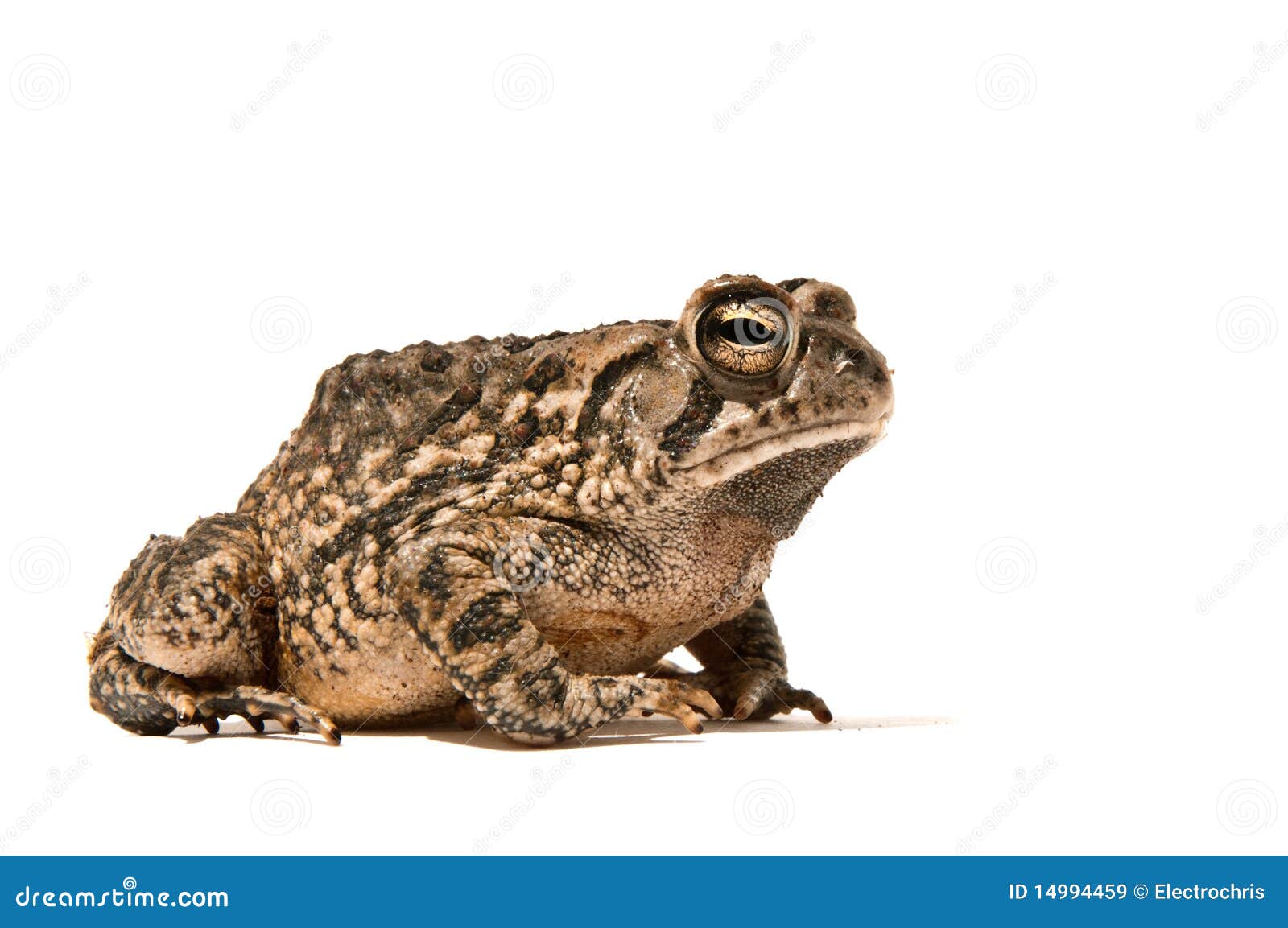 Toad stock image. Image of cold, amphibian, warty, animal - 14994459