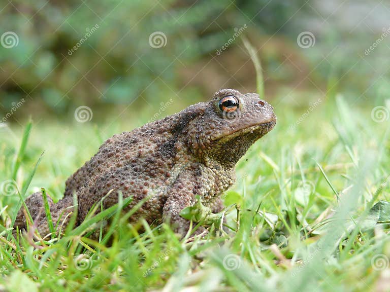 Toad stock image. Image of warts, toad, meadow, bufo - 15069527